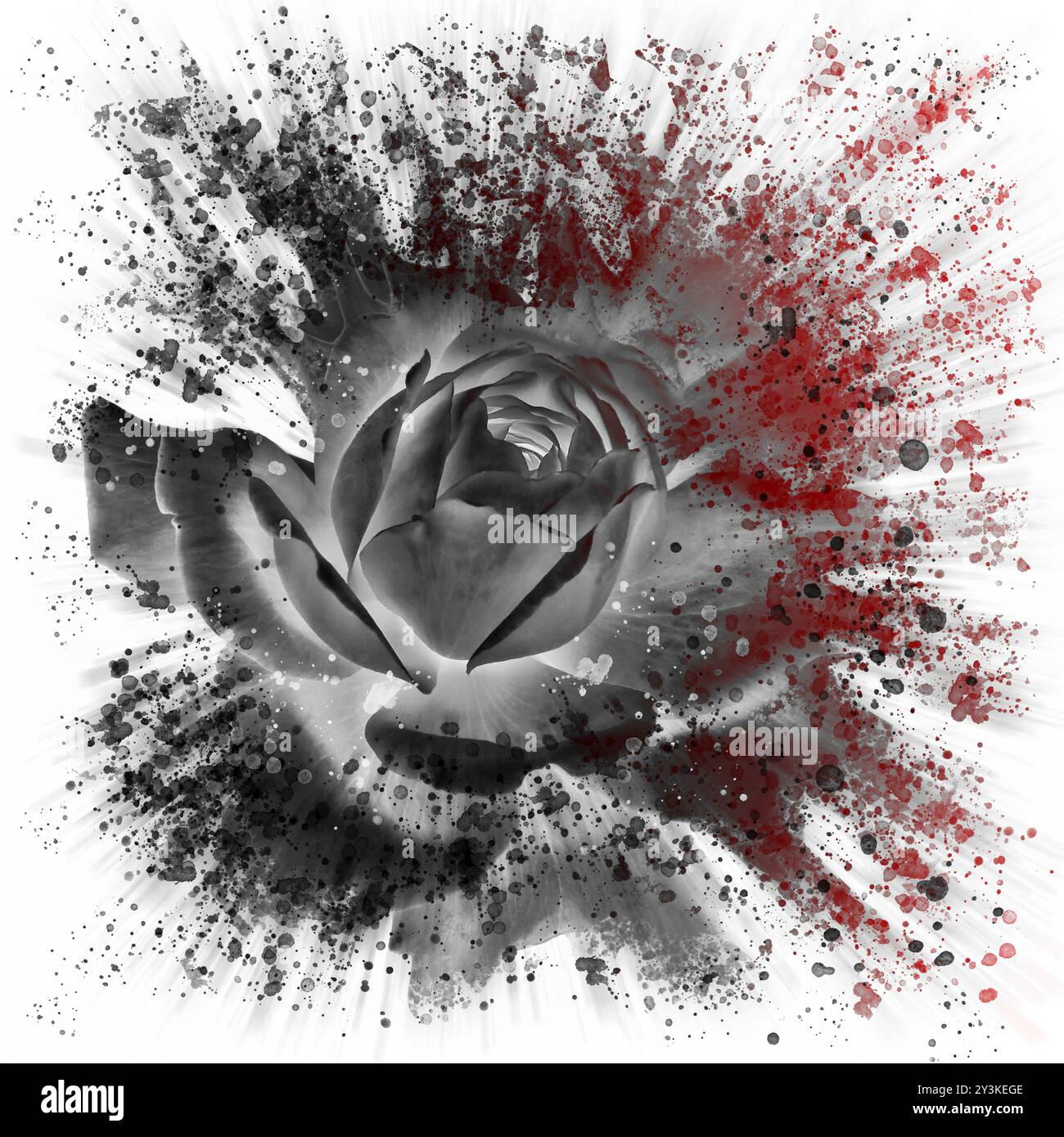 Dramatic splash effect single black rose floral digital art with red ...