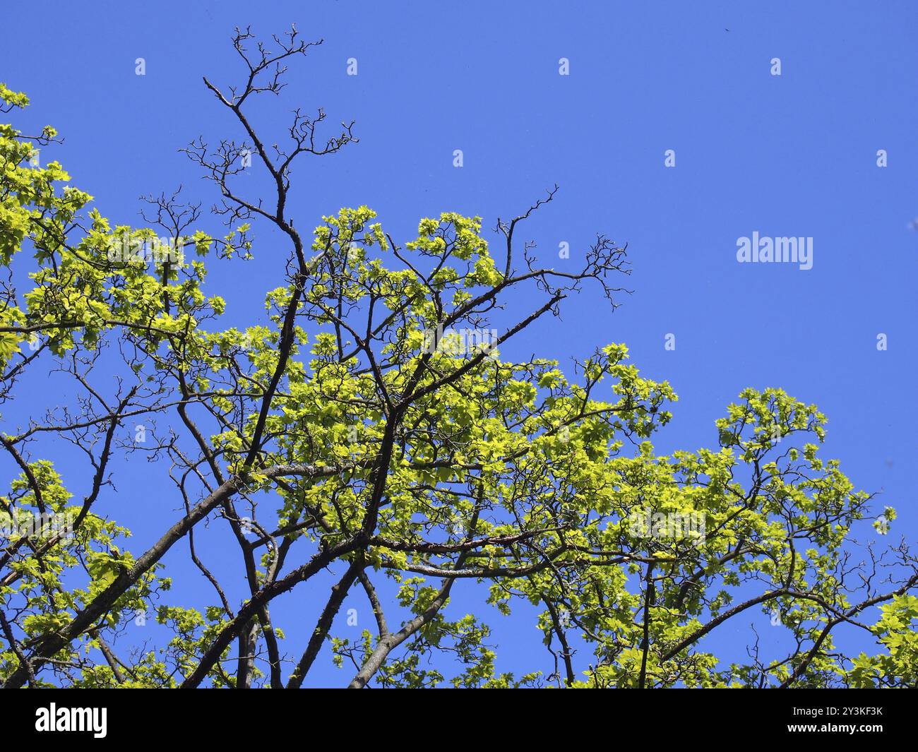 Bright green new spring leaves growing on the branches of a beech tree ...