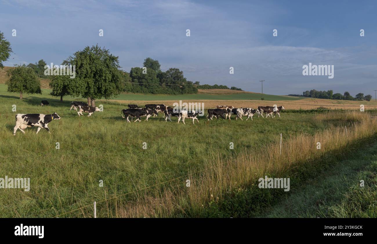 Group of holstein cows running on a pasture inside a german farm Stock ...
