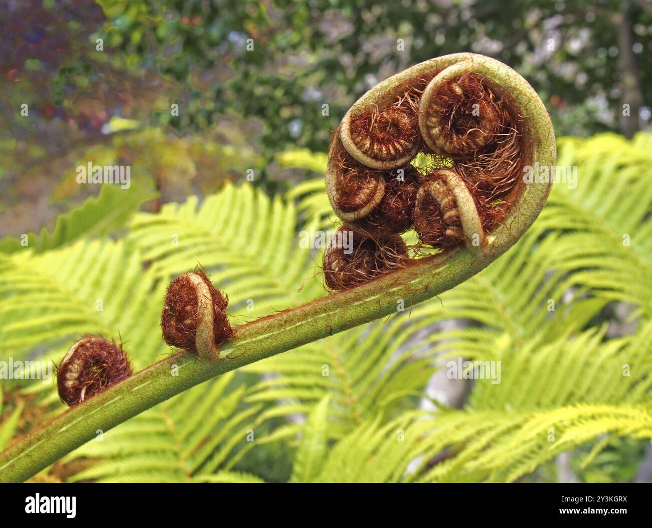 An unfurling fern leaf in close up with complex spiral unfolding ...