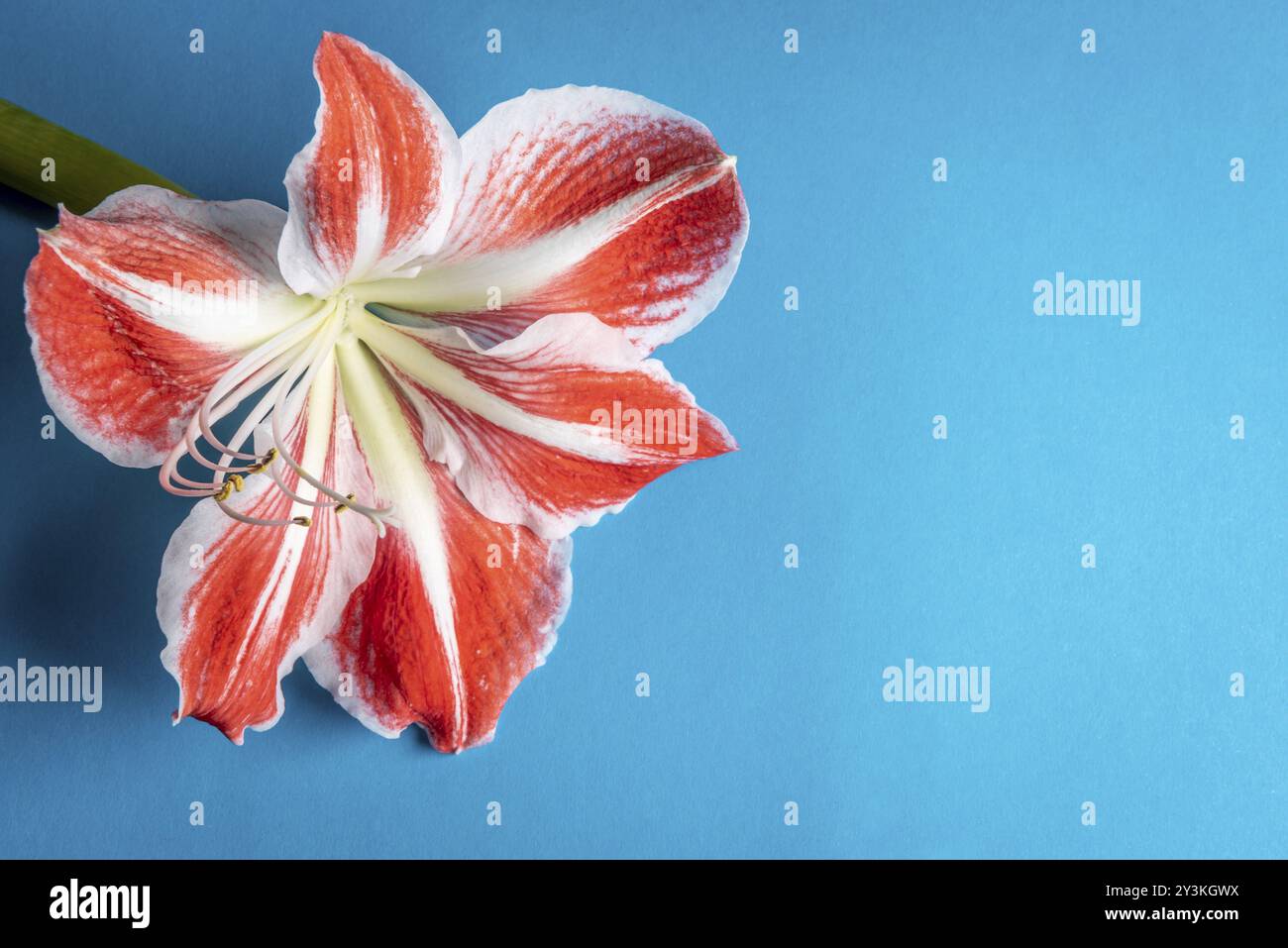 Open red-white flower on a blue colored background. Minimalism style ...