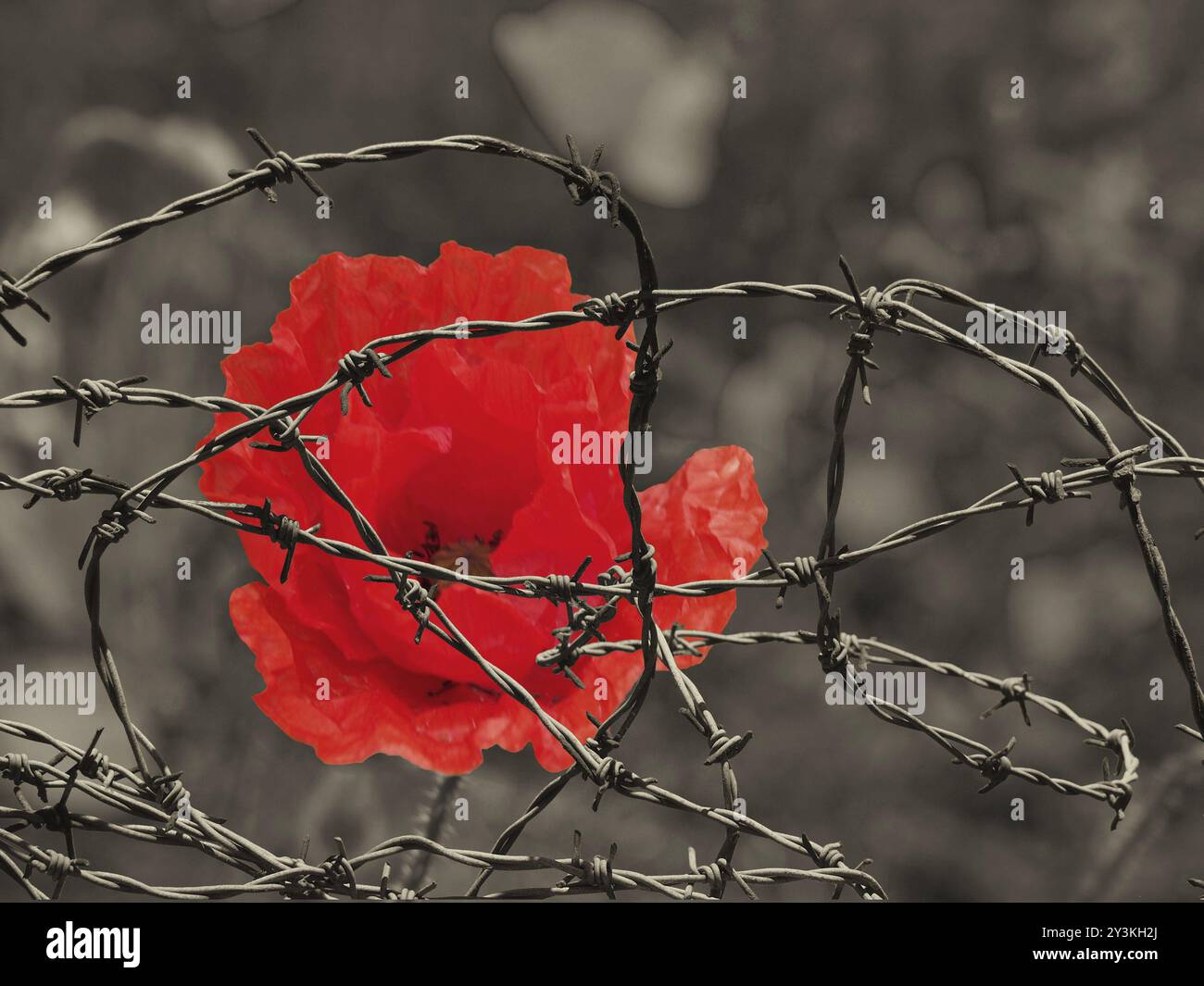 Tangled blossoms on a bright day hi-res stock photography and images ...