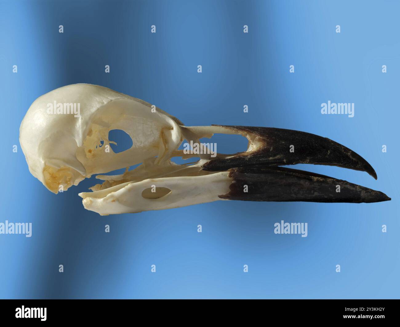 Side view of a crow skull with open beak on a blue background Stock ...