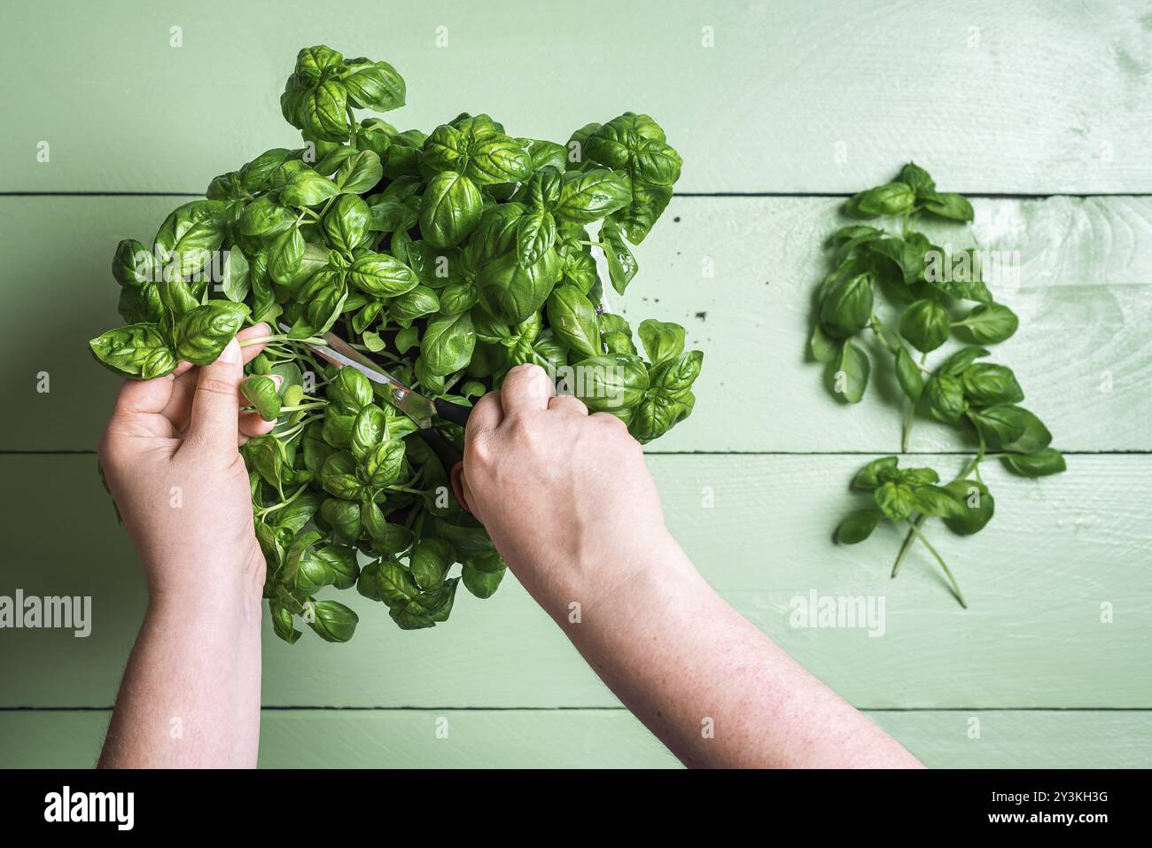 Woman hands cutting basil from hi-res stock photography and images - Alamy