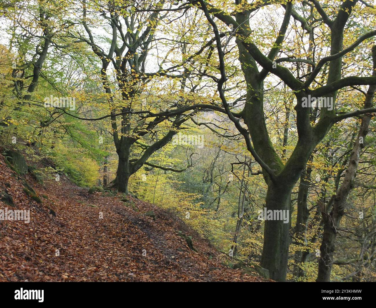 Autumn woodland on steep hi-res stock photography and images - Alamy