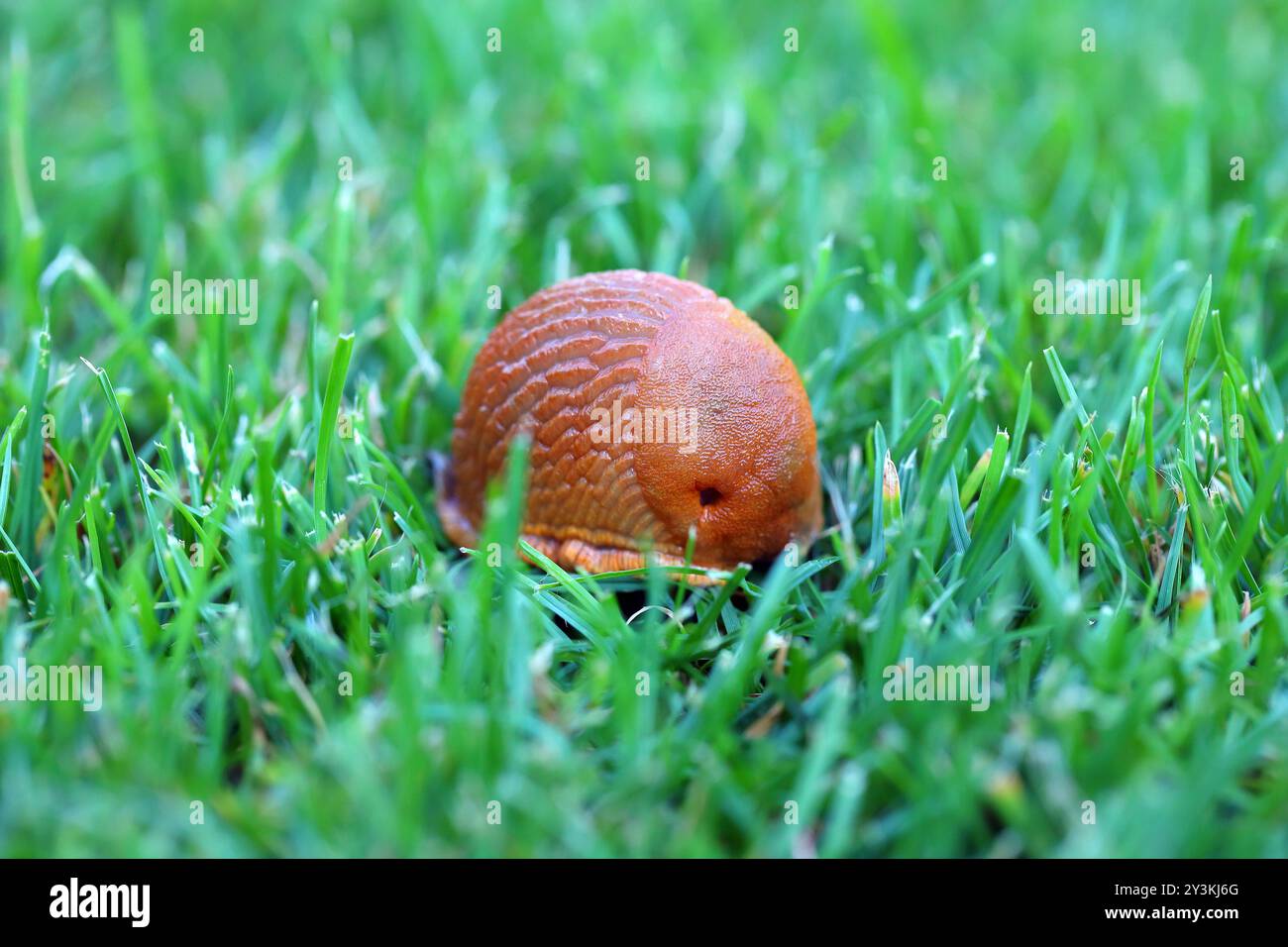 Invasive Alien Species, Arion lusitanicus (or vulgaris), also known by ...