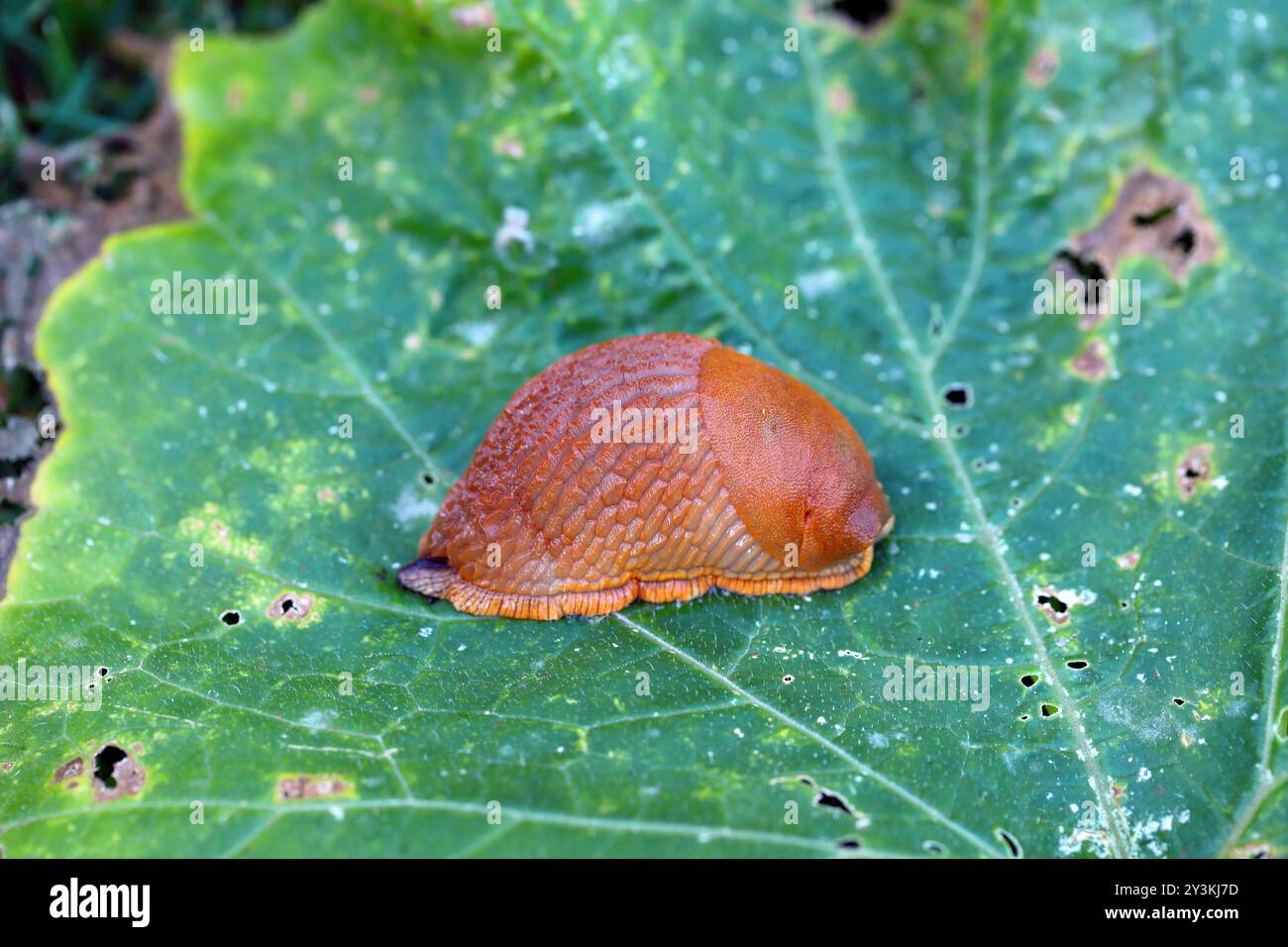 Invasive Alien Species, Arion lusitanicus (or vulgaris), also known by ...