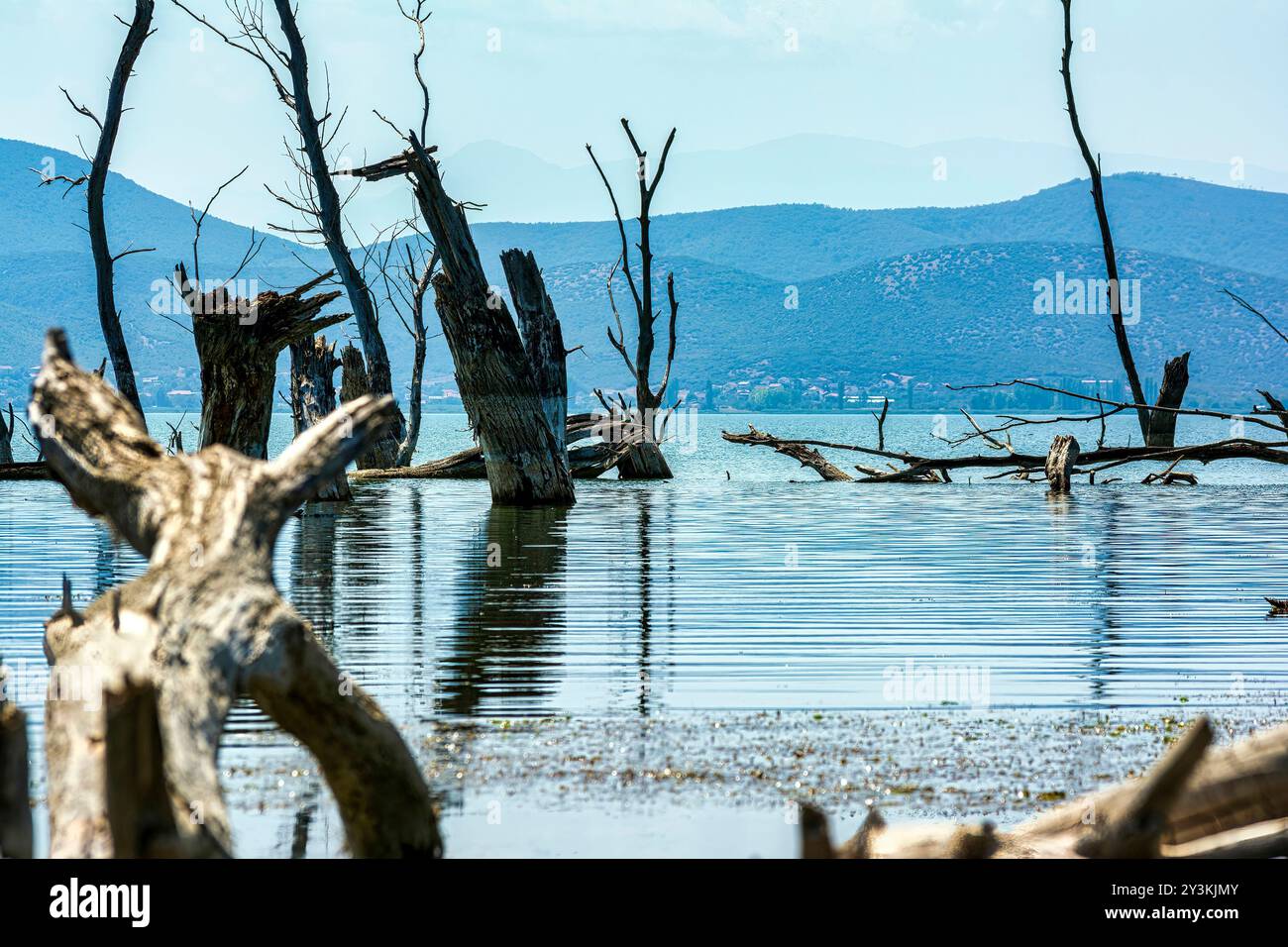 Submerged, barren tree trunks rise from the waters of Doiran Lake in ...