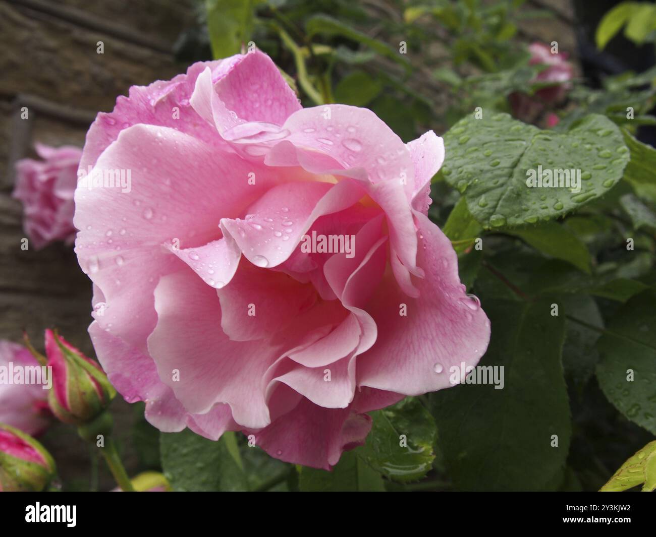 Large pink roses in bloom and budding covered in raindrops climbing up a stone wall in a garden ...