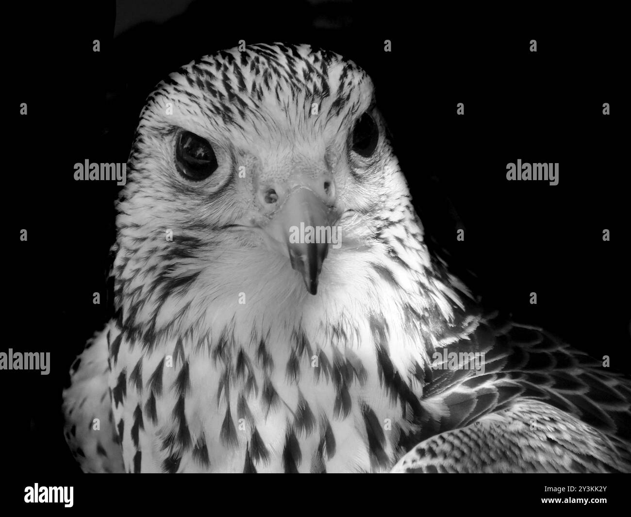 Falcons kestrel Black and White Stock Photos & Images - Alamy