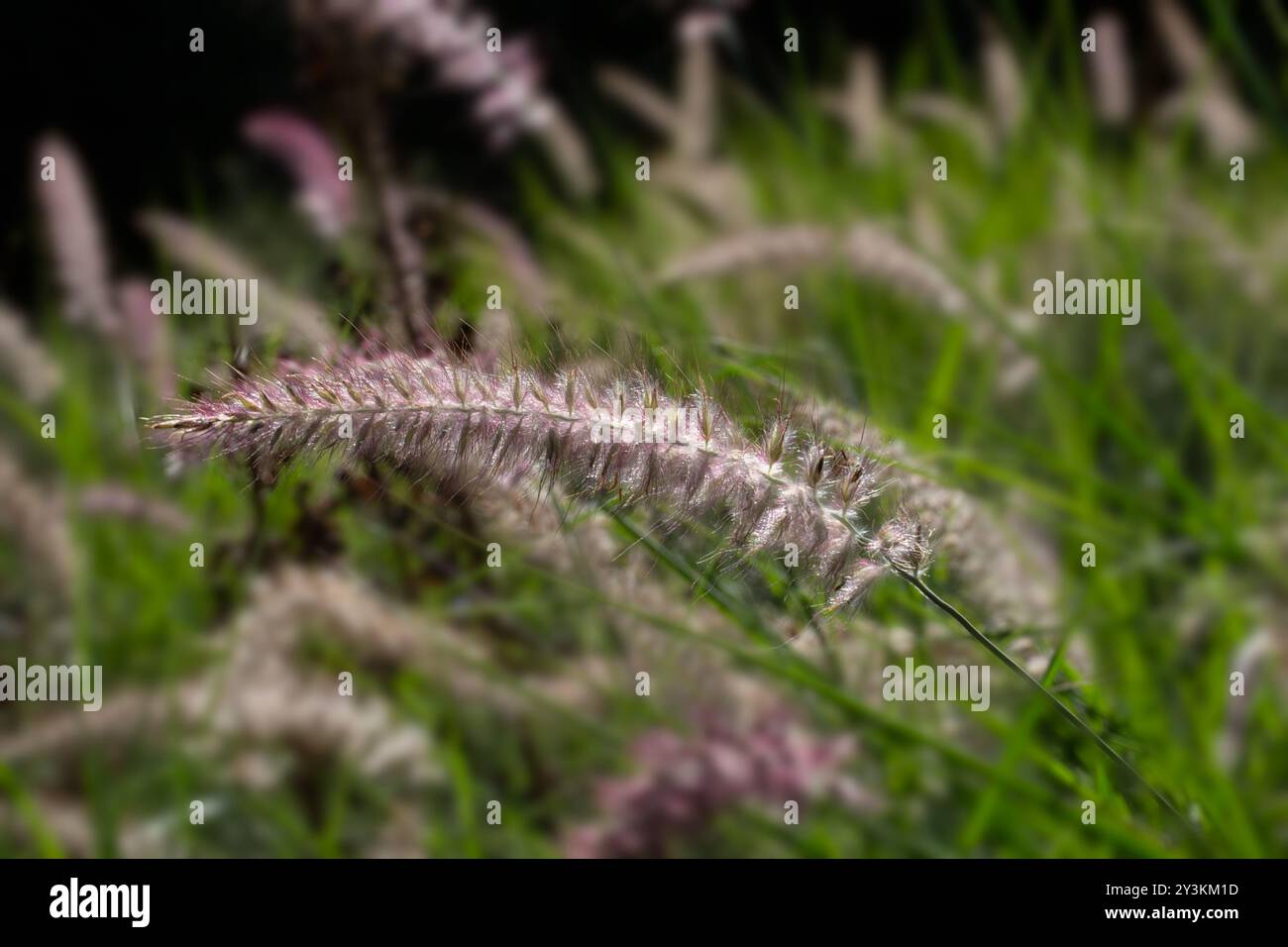 Closeup of panicle of oriental Fountain Grass (Pennisetum orientale ...