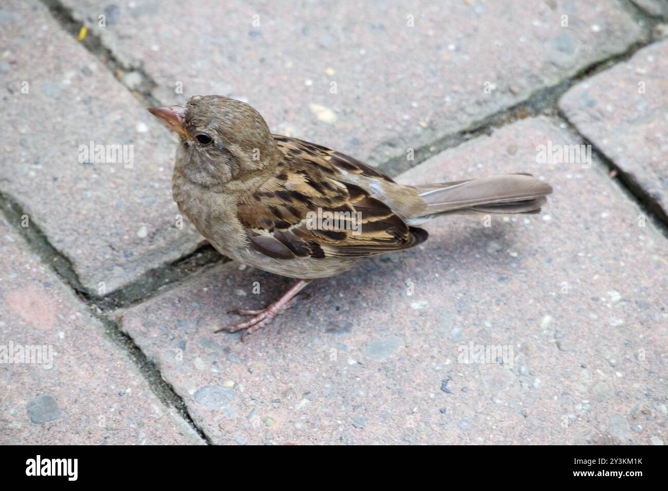 Green sparrow feeding on food hi-res stock photography and images - Alamy