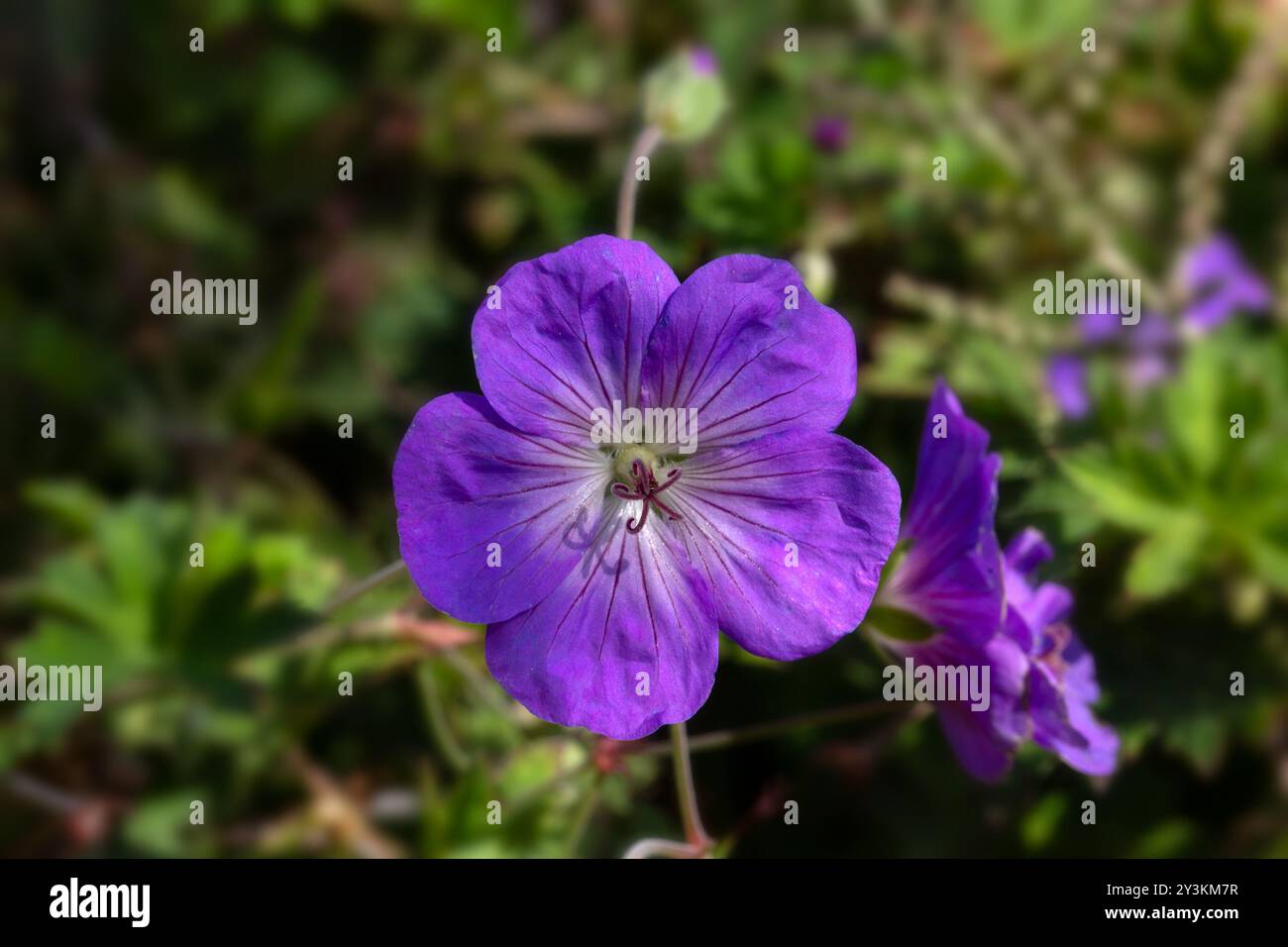 Closeup of a flower of Cranesbill (Geranium 'Azure Rush') in a garden ...