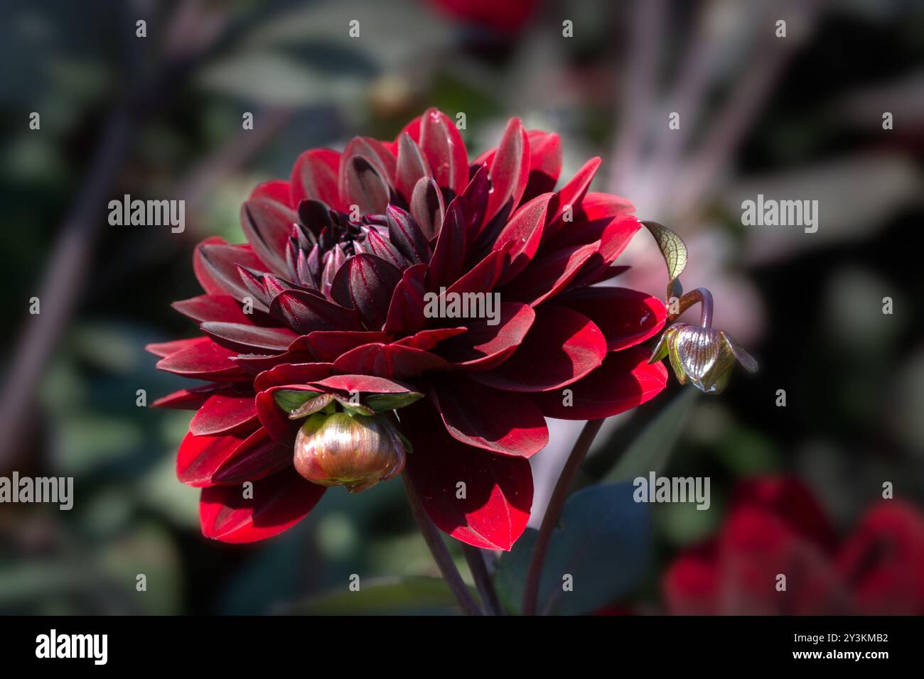 Closeup of a single flower of Dahlia 'Karma Choc' in a garden in late ...