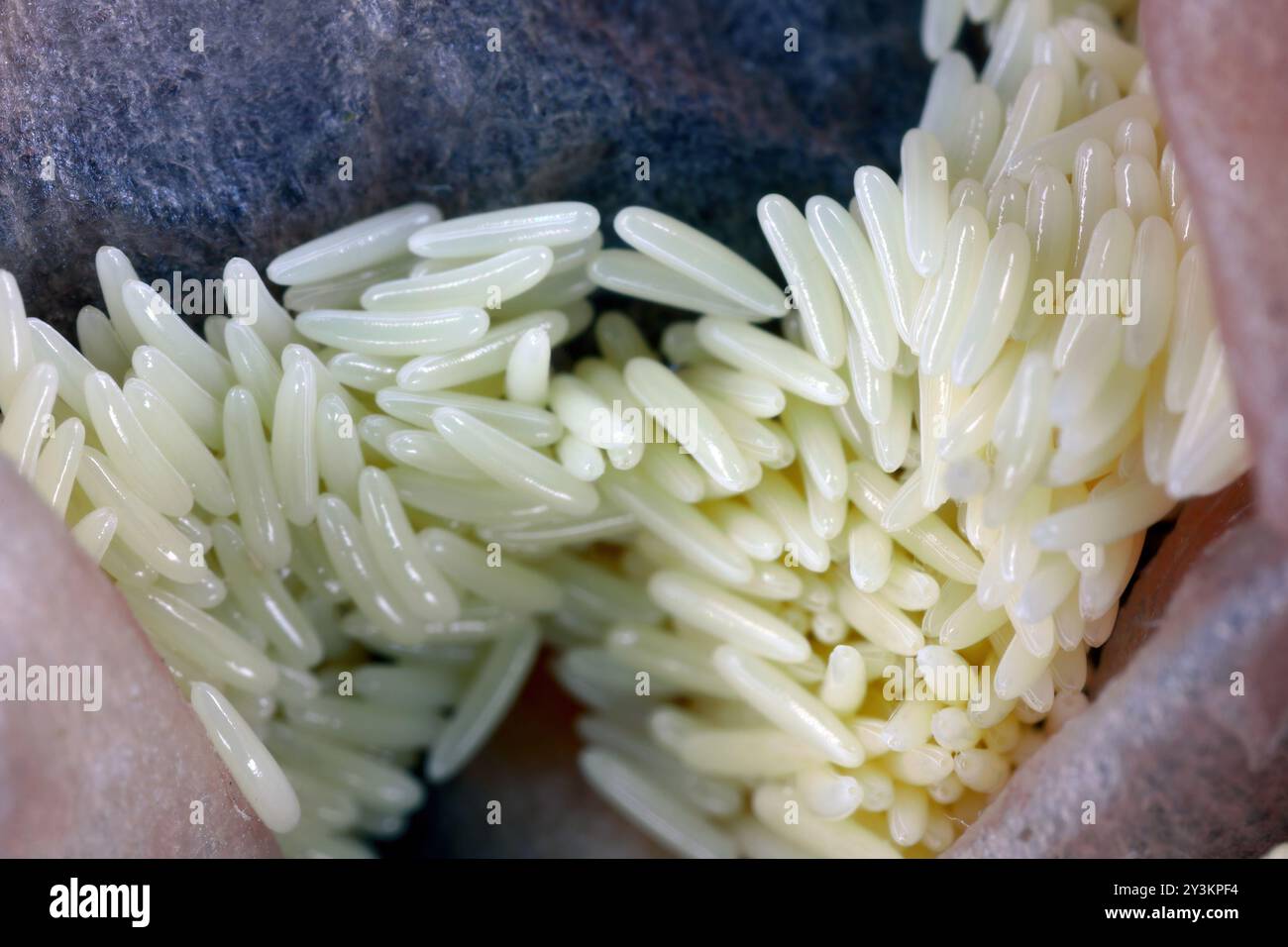 Fly eggs of Common Green Bottle Fly (Lucilia sericata) on trash, food ...