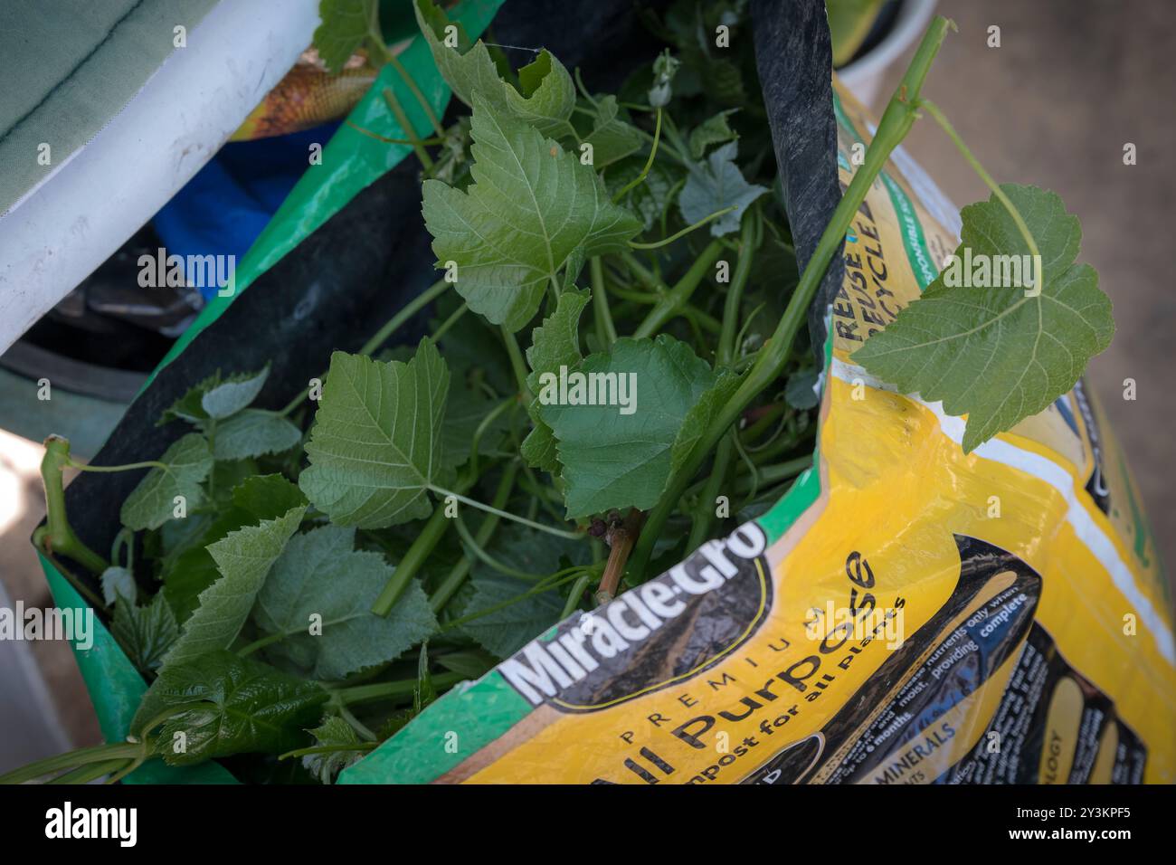 Leaves waste in the bag at greenhouse Stock Photo - Alamy