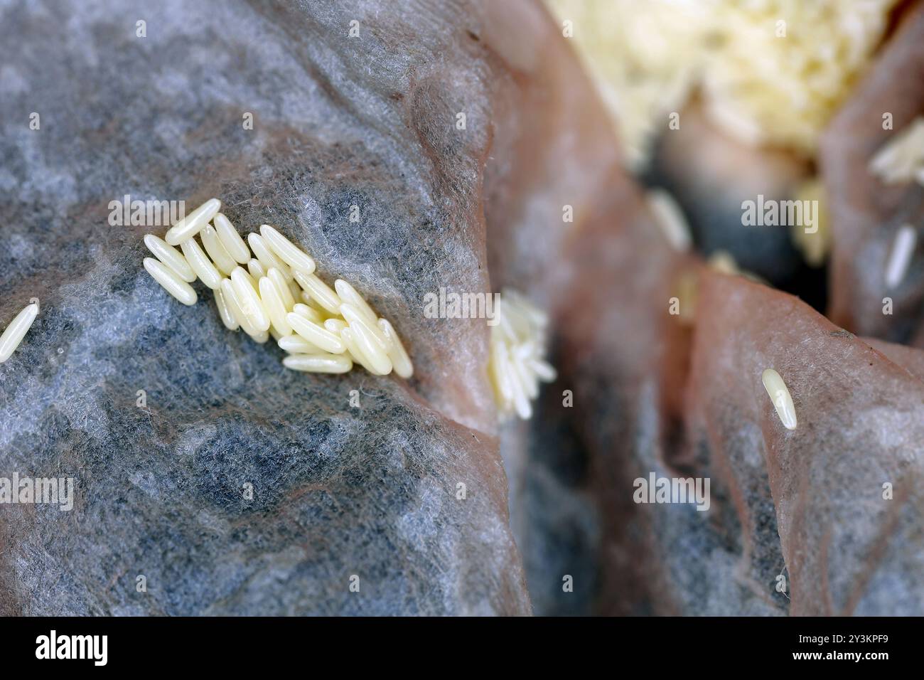 Housefly laying eggs on wet paper In which the fresh meat was packed ...