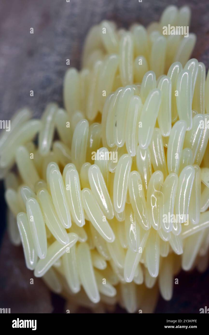 Fly eggs of Common Green Bottle Fly (Lucilia sericata) on trash, food ...