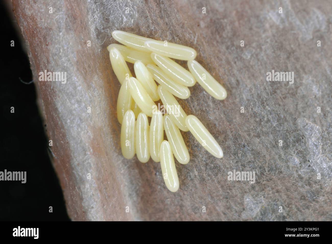 Fly eggs of Common Green Bottle Fly (Lucilia sericata) on trash, food ...