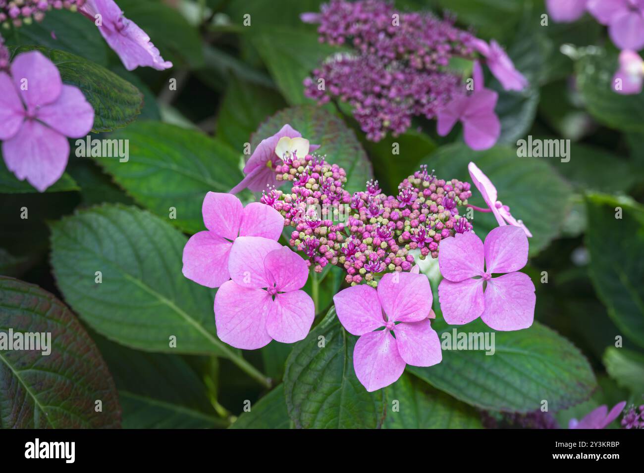Beautiful pink flowers of lacecap hydrangea or Hydrangea macrophylla in ...