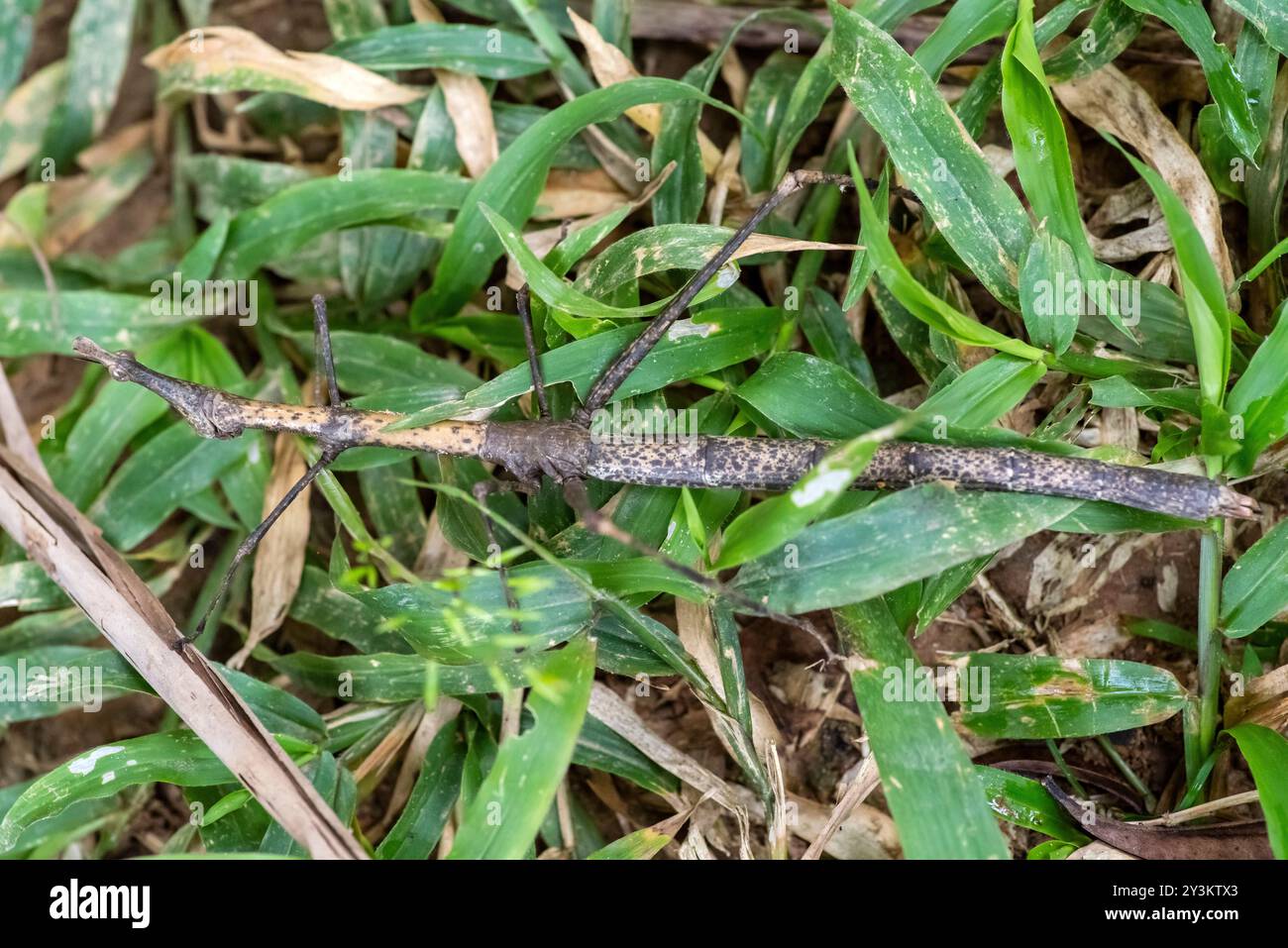 Peruvian stick insects hi-res stock photography and images - Alamy