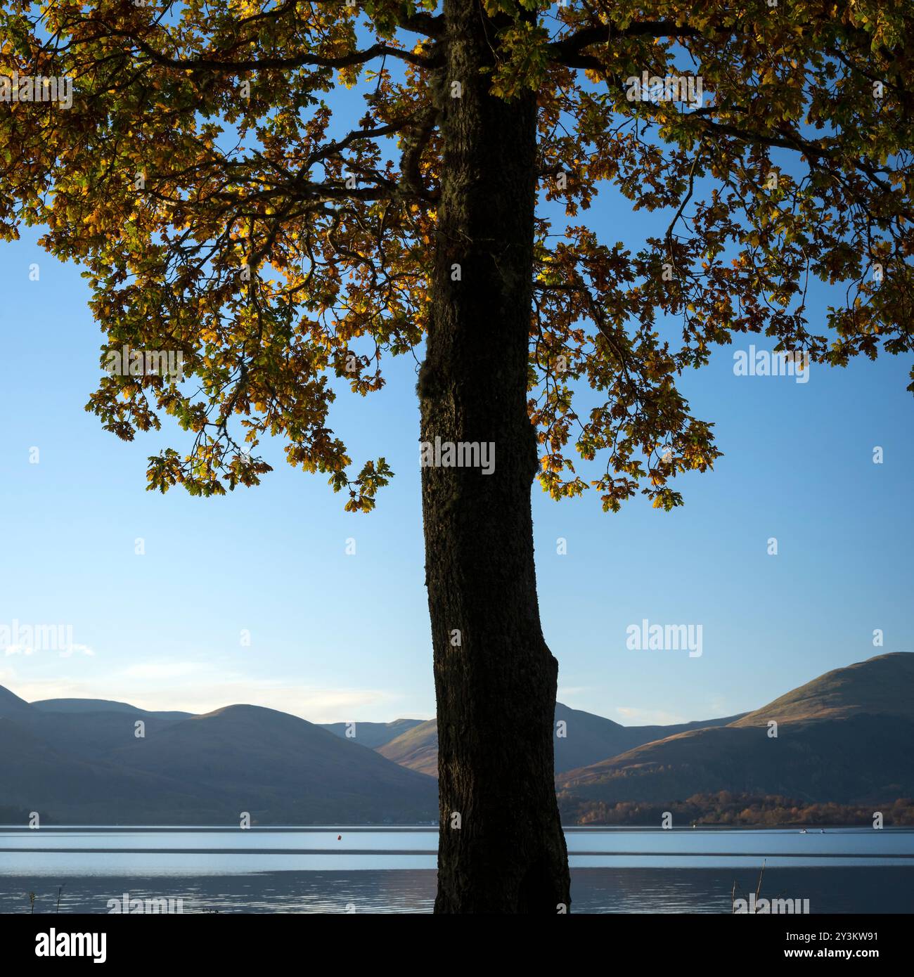 Autumn tree at Milarrochy Bay, National Park, Loch Lomond Scotland ...
