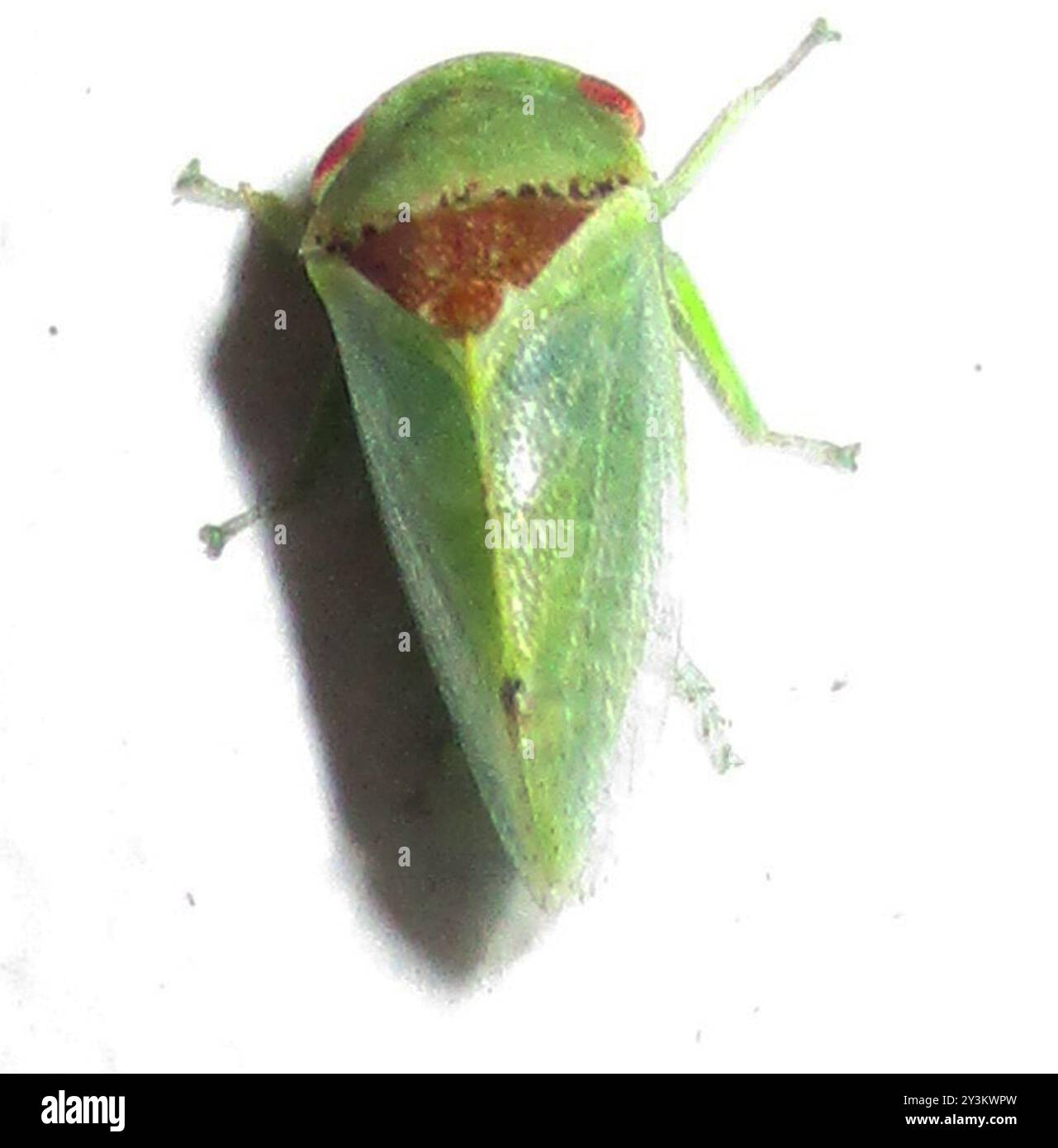 Typical Leafhoppers (Cicadellidae) Insecta Stock Photo - Alamy
