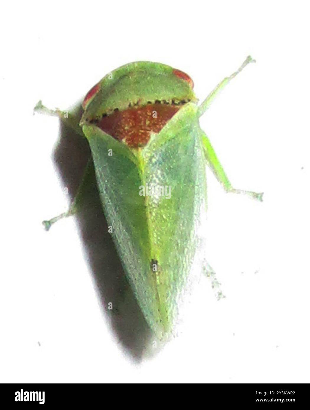 Typical Leafhoppers (Cicadellidae) Insecta Stock Photo - Alamy