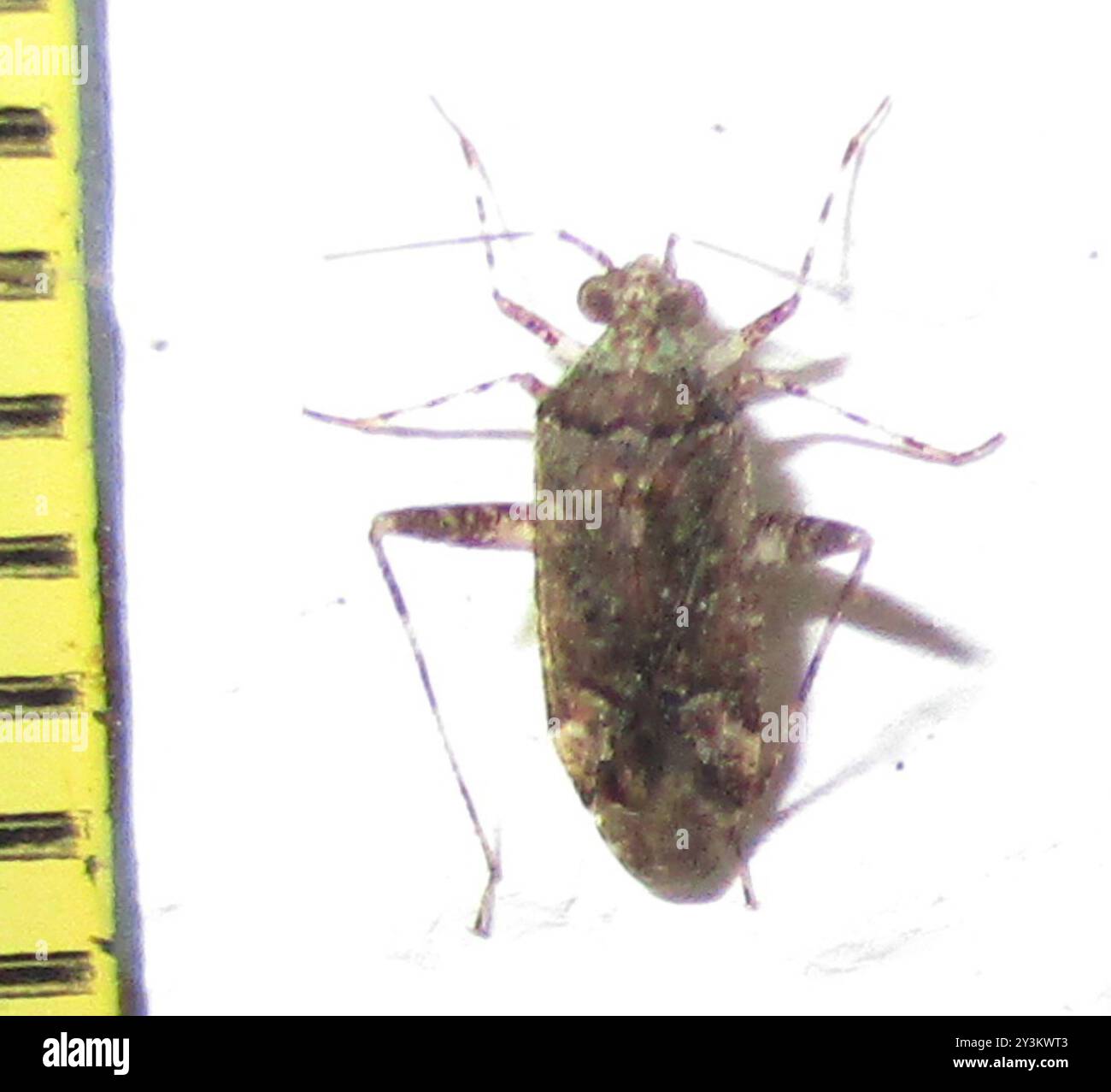 Plant Bugs (Miridae) Insecta Stock Photo - Alamy