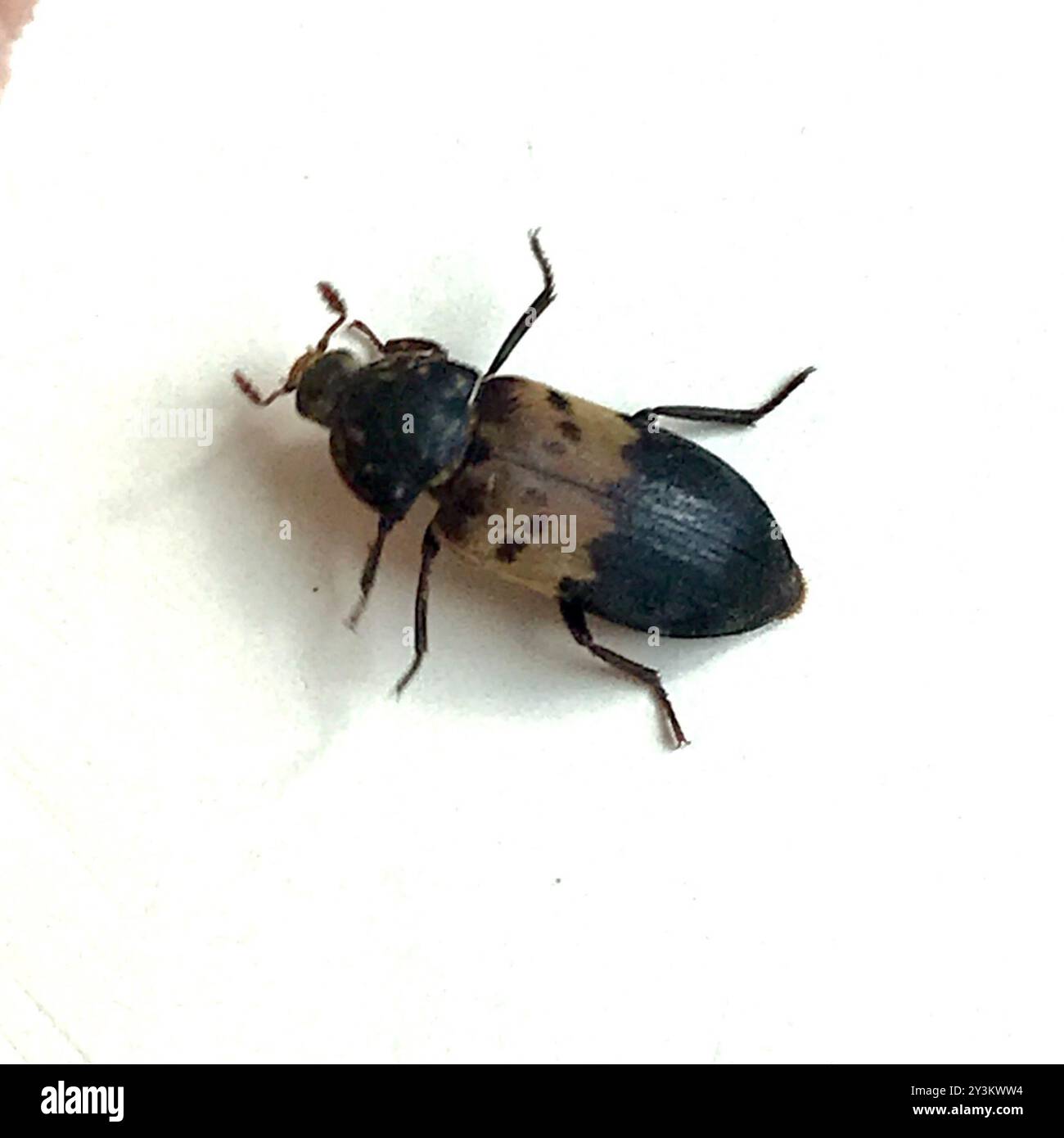 Larder Beetle (Dermestes lardarius) Insecta Stock Photo - Alamy