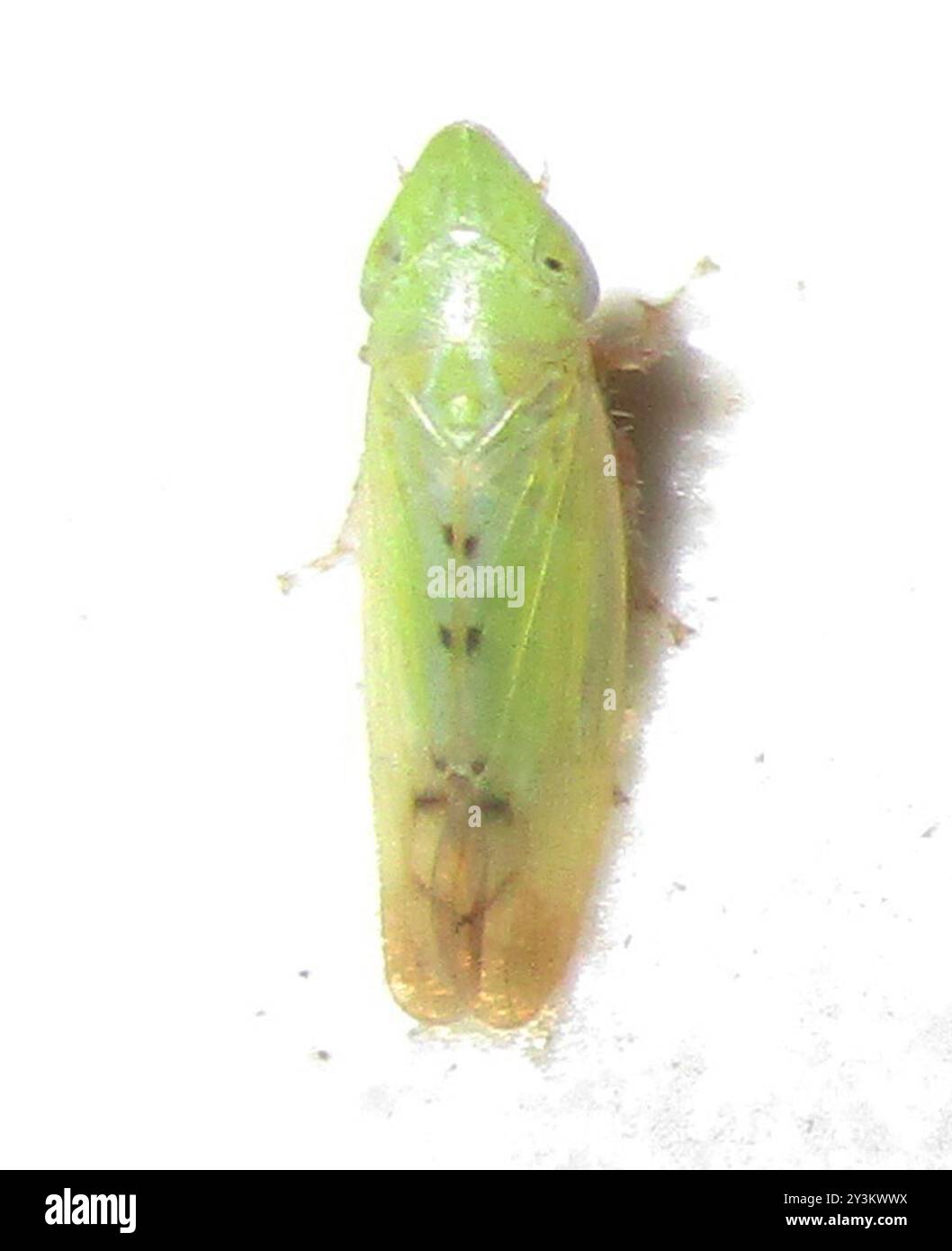 Typical Leafhoppers (Cicadellidae) Insecta Stock Photo - Alamy