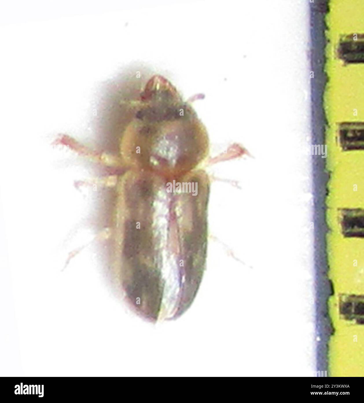 Variegated Mud-loving Beetles (Heteroceridae) Insecta Stock Photo - Alamy