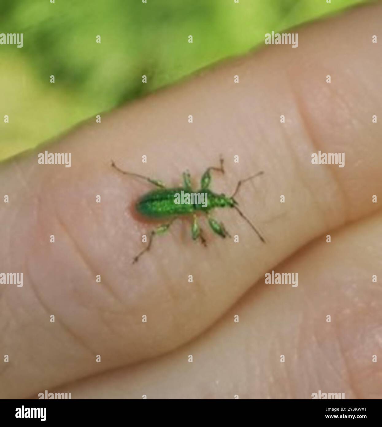 (Phyllobius arborator) Insecta Stock Photo - Alamy