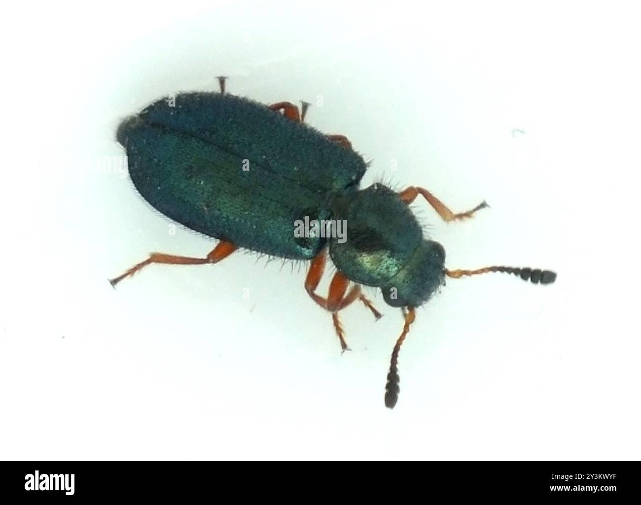 Red-legged Ham Beetle (Necrobia rufipes) Insecta Stock Photo - Alamy