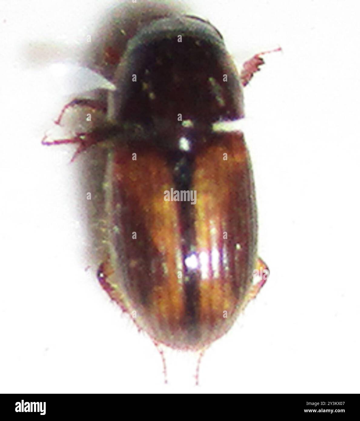 Small Dung Beetles (Aphodiinae) Insecta Stock Photo - Alamy