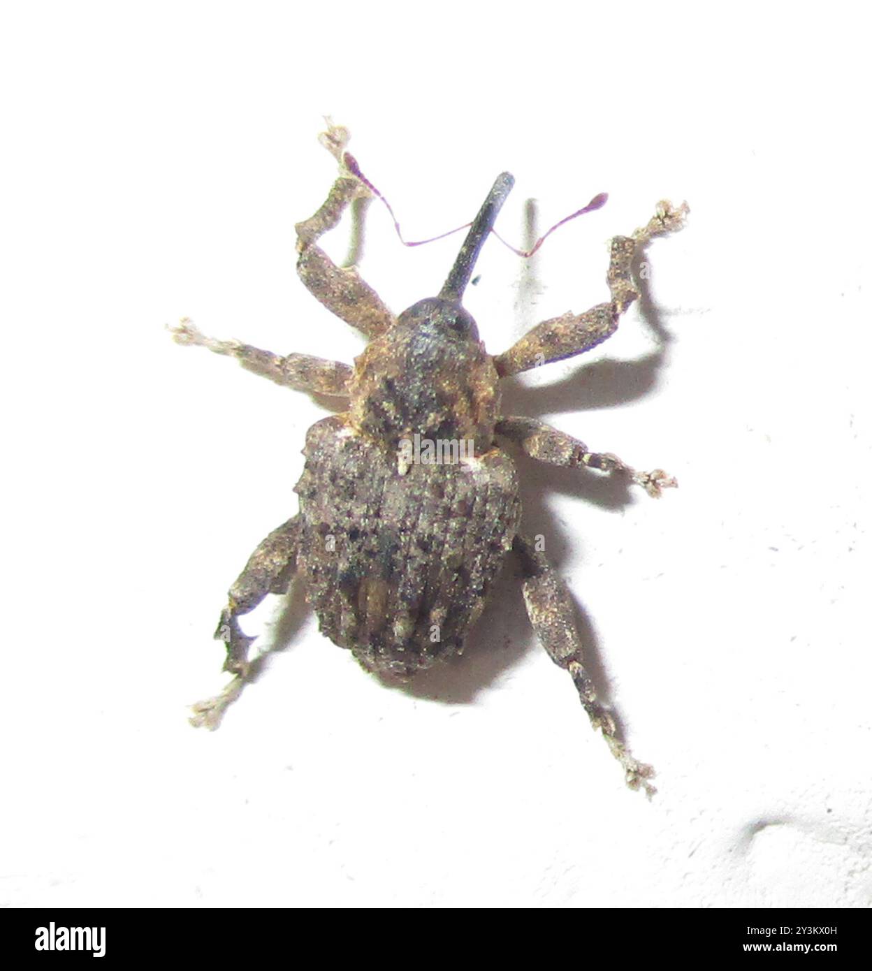 True Weevils (Curculionidae) Insecta Stock Photo - Alamy