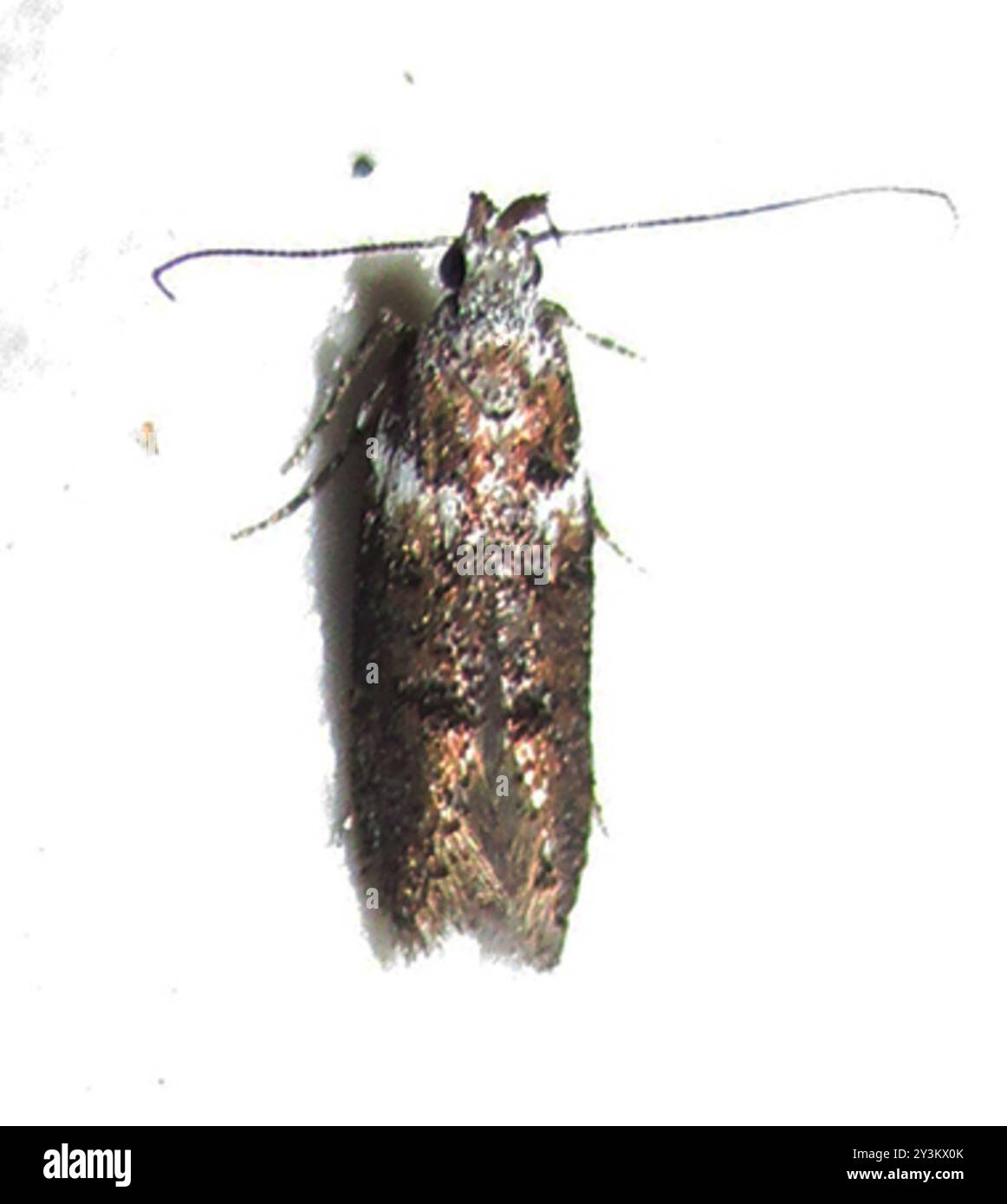 Twirler Moths (Gelechiidae) Insecta Stock Photo - Alamy