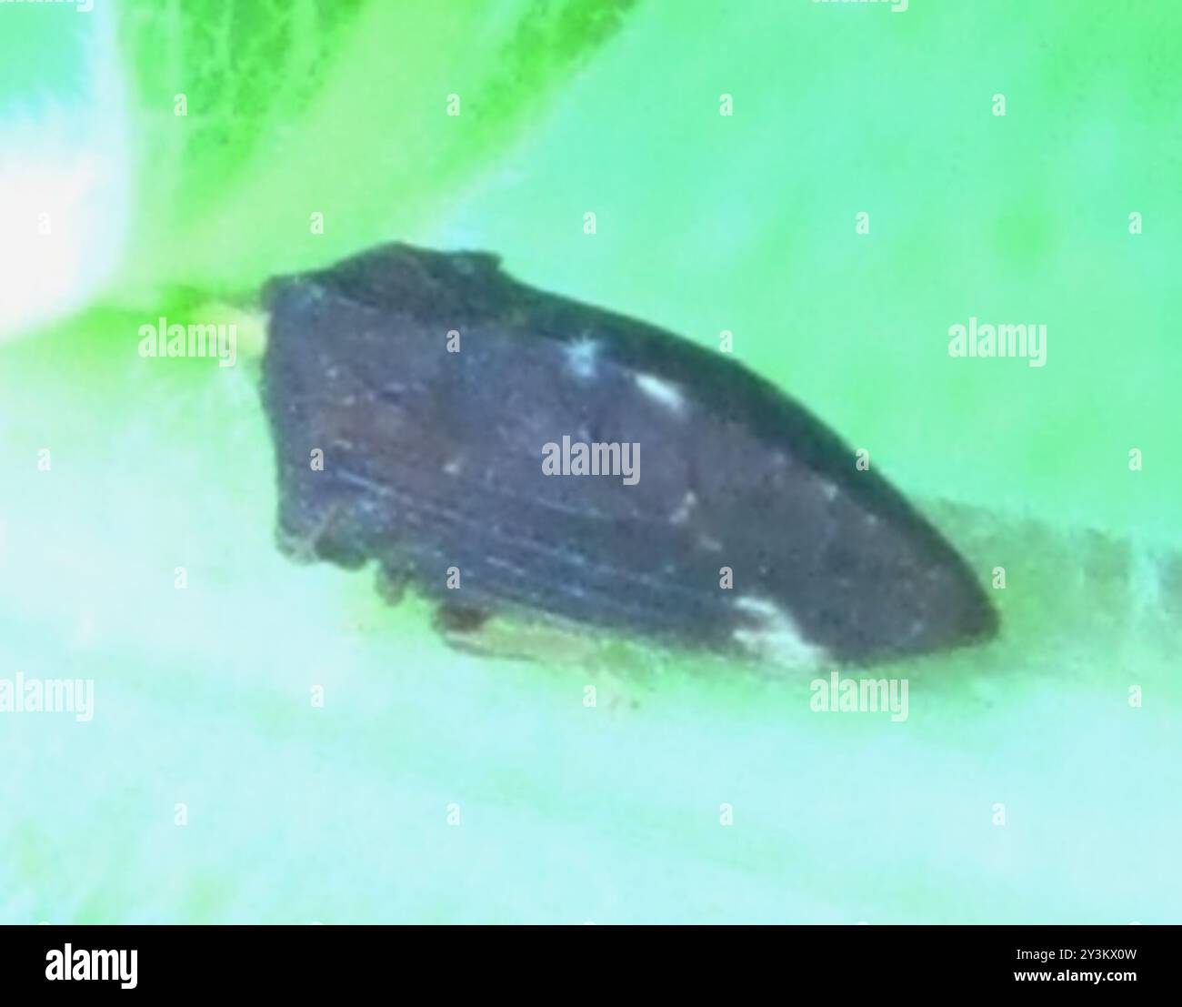 Aster Treehopper (Publilia concava) Insecta Stock Photo - Alamy