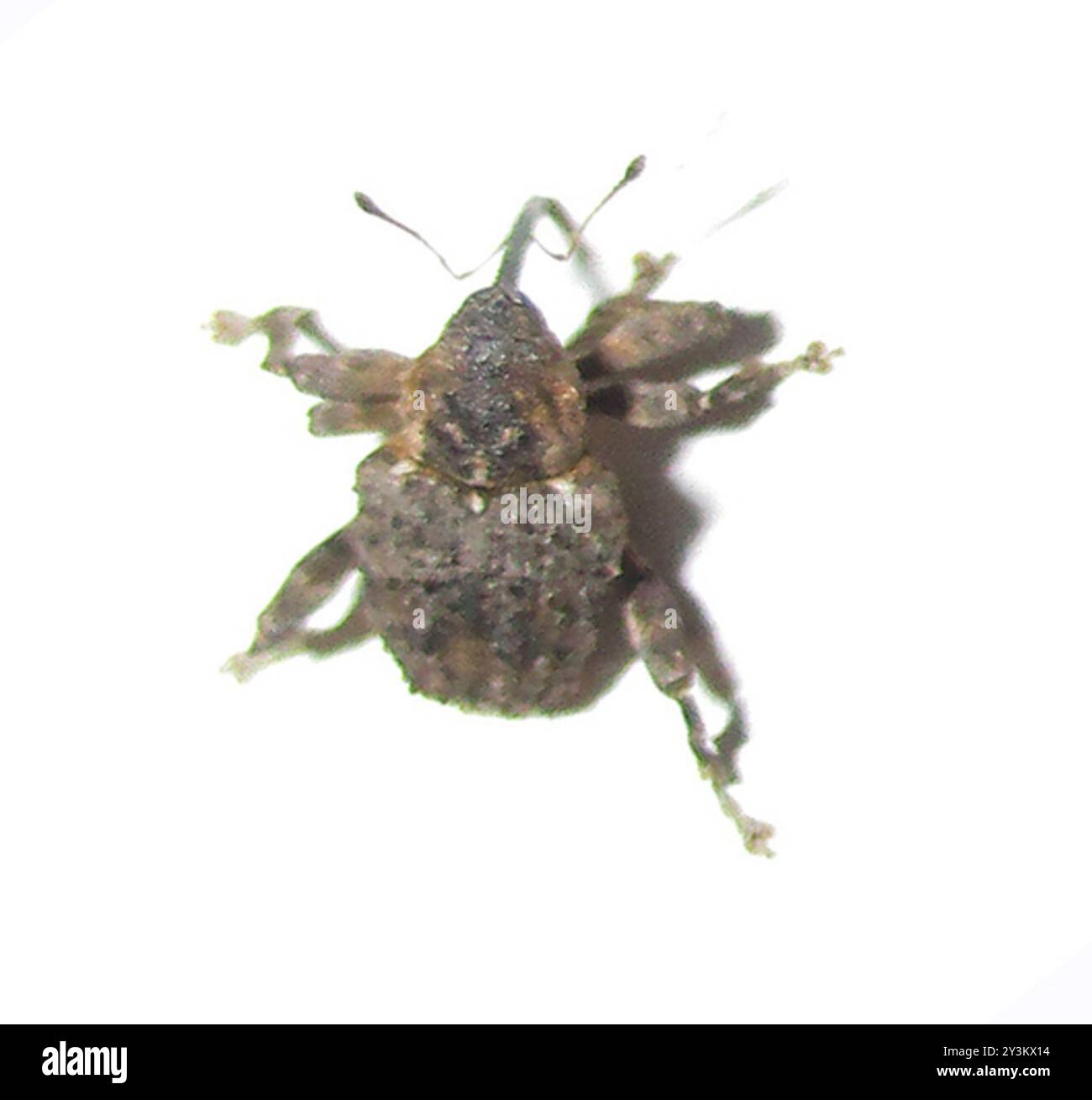 True Weevils (Curculionidae) Insecta Stock Photo - Alamy