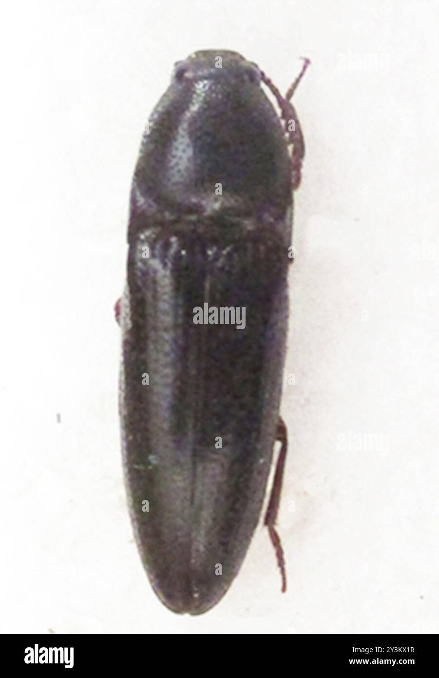 Click Beetles (Elateridae) Insecta Stock Photo - Alamy