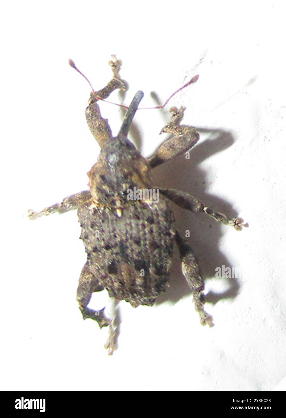 True Weevils (Curculionidae) Insecta Stock Photo - Alamy