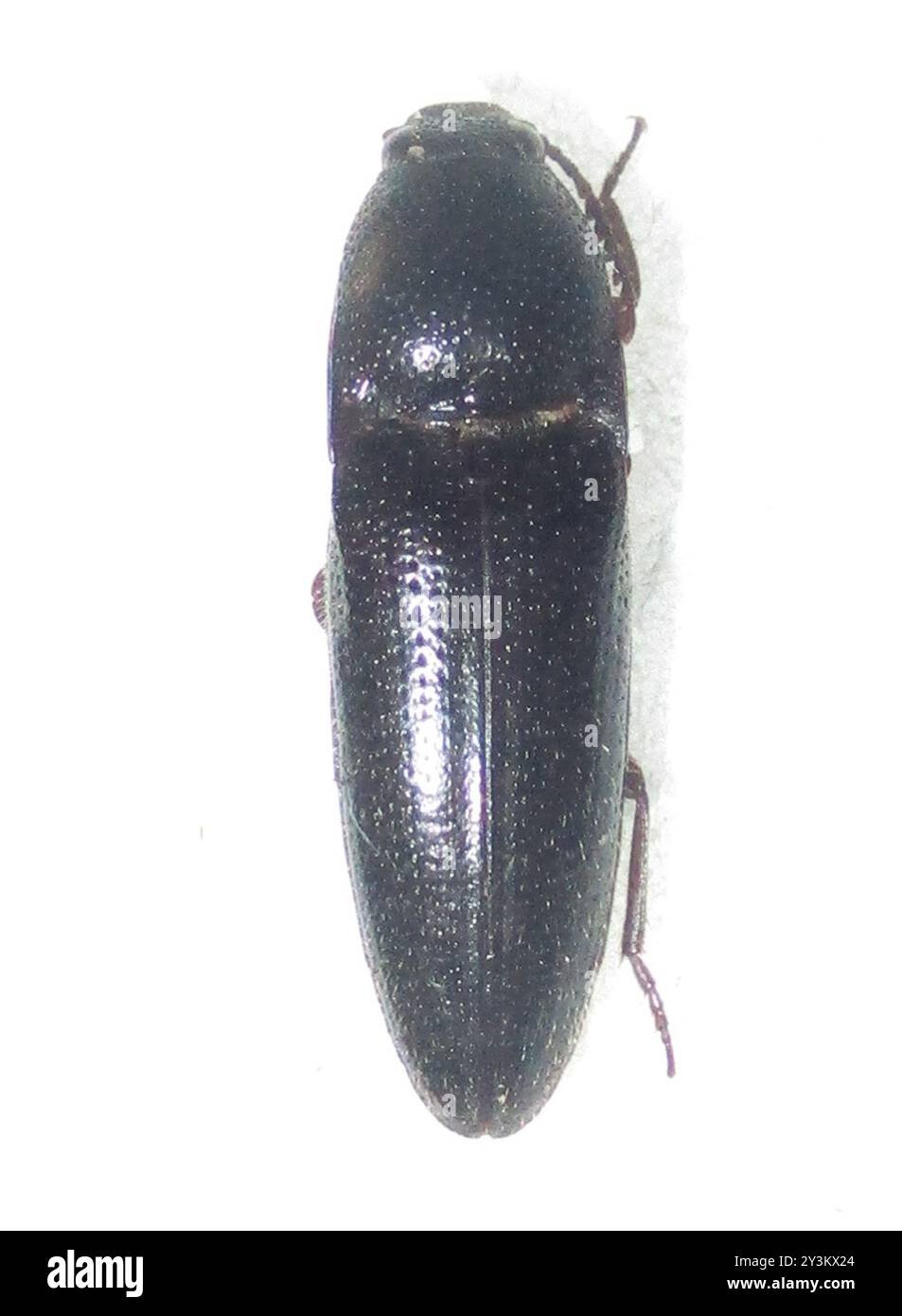 Click Beetles (Elateridae) Insecta Stock Photo - Alamy