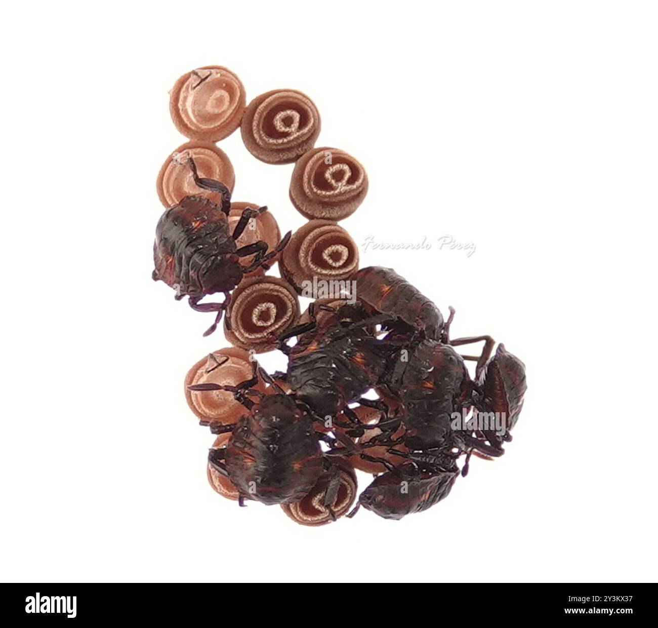 Stink Bugs, Shield Bugs, and Allies (Pentatomoidea) Insecta Stock Photo ...