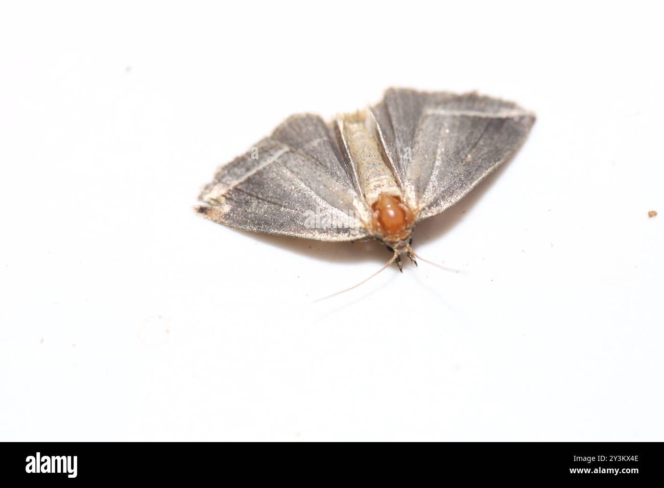 Curved Halter Moth (Capis curvata) Insecta Stock Photo - Alamy
