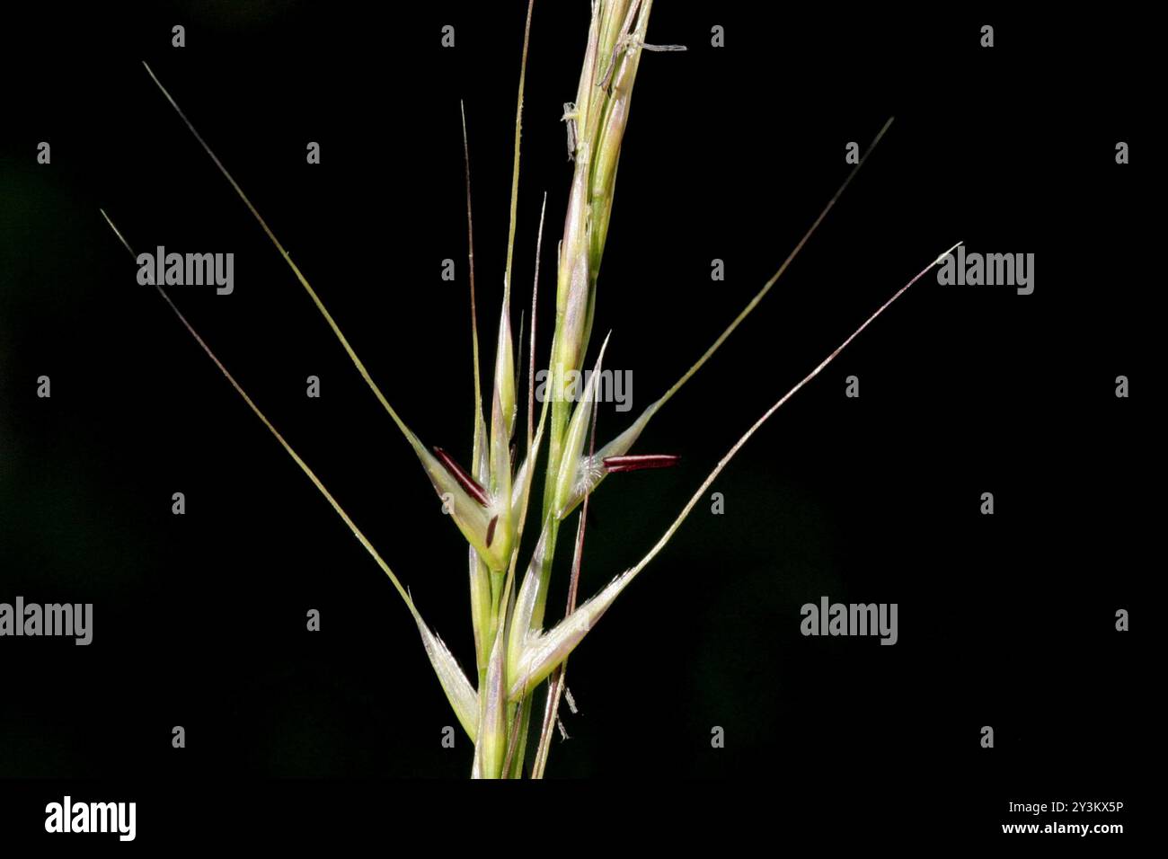 Columbia needlegrass (Eriocoma nelsonii) Plantae Stock Photo - Alamy