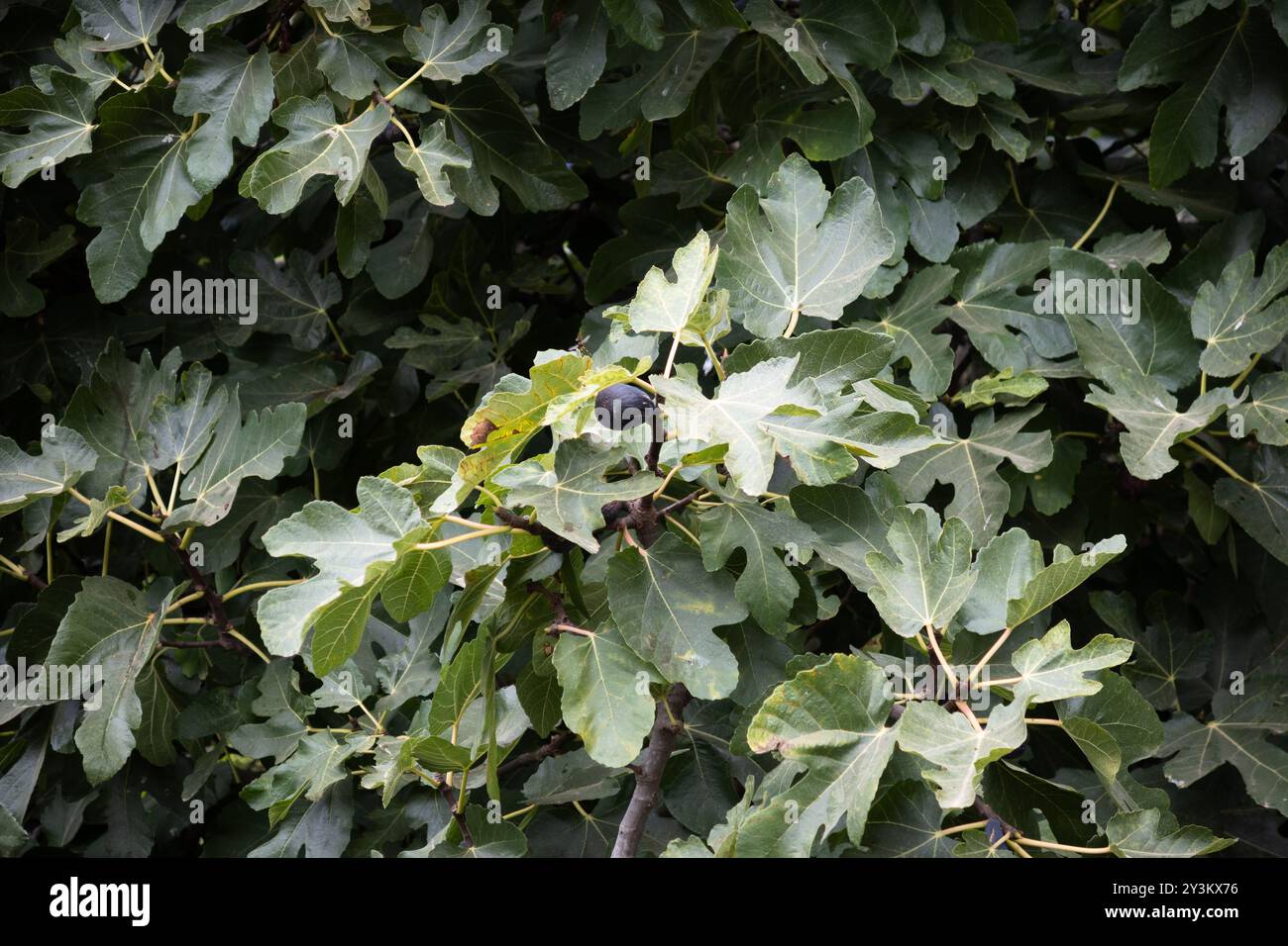 Fig tree with only one fig Stock Photo - Alamy