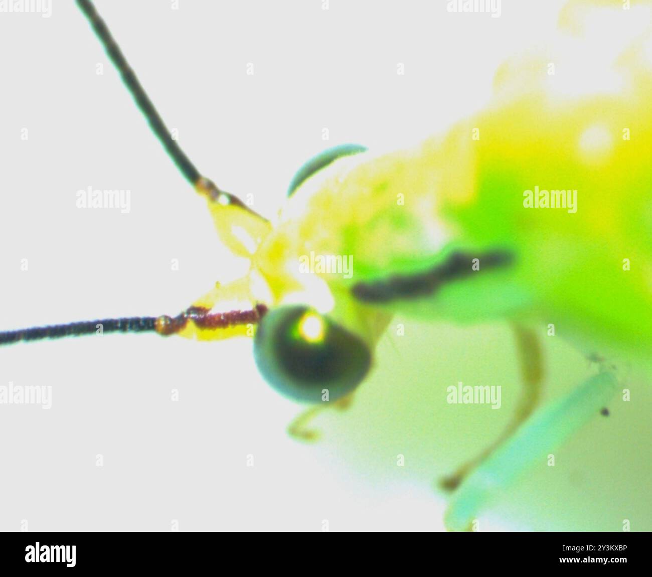 Lichen-carrying Green Lacewing (Leucochrysa pavida) Insecta Stock Photo ...