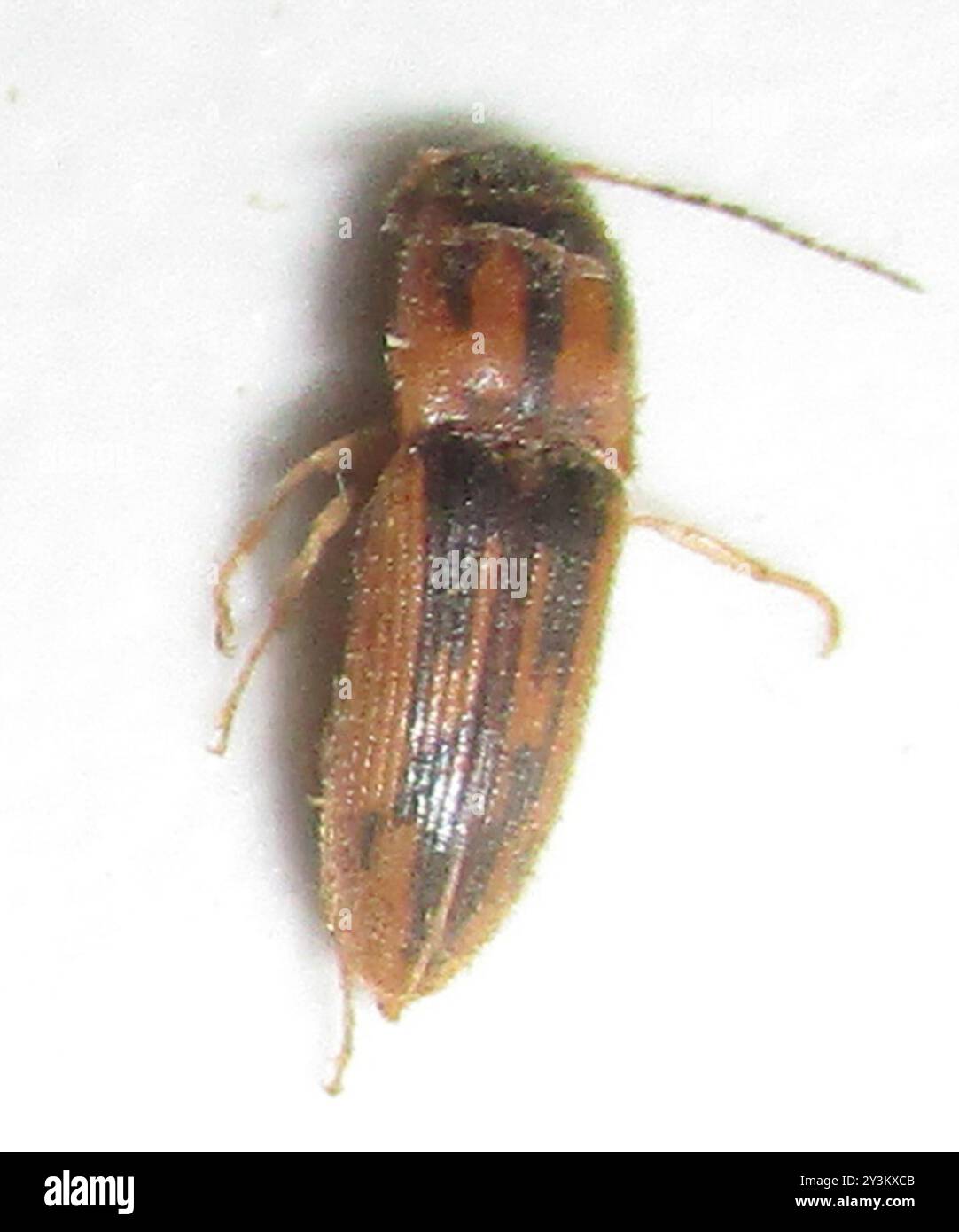 Click Beetles (Elateridae) Insecta Stock Photo - Alamy