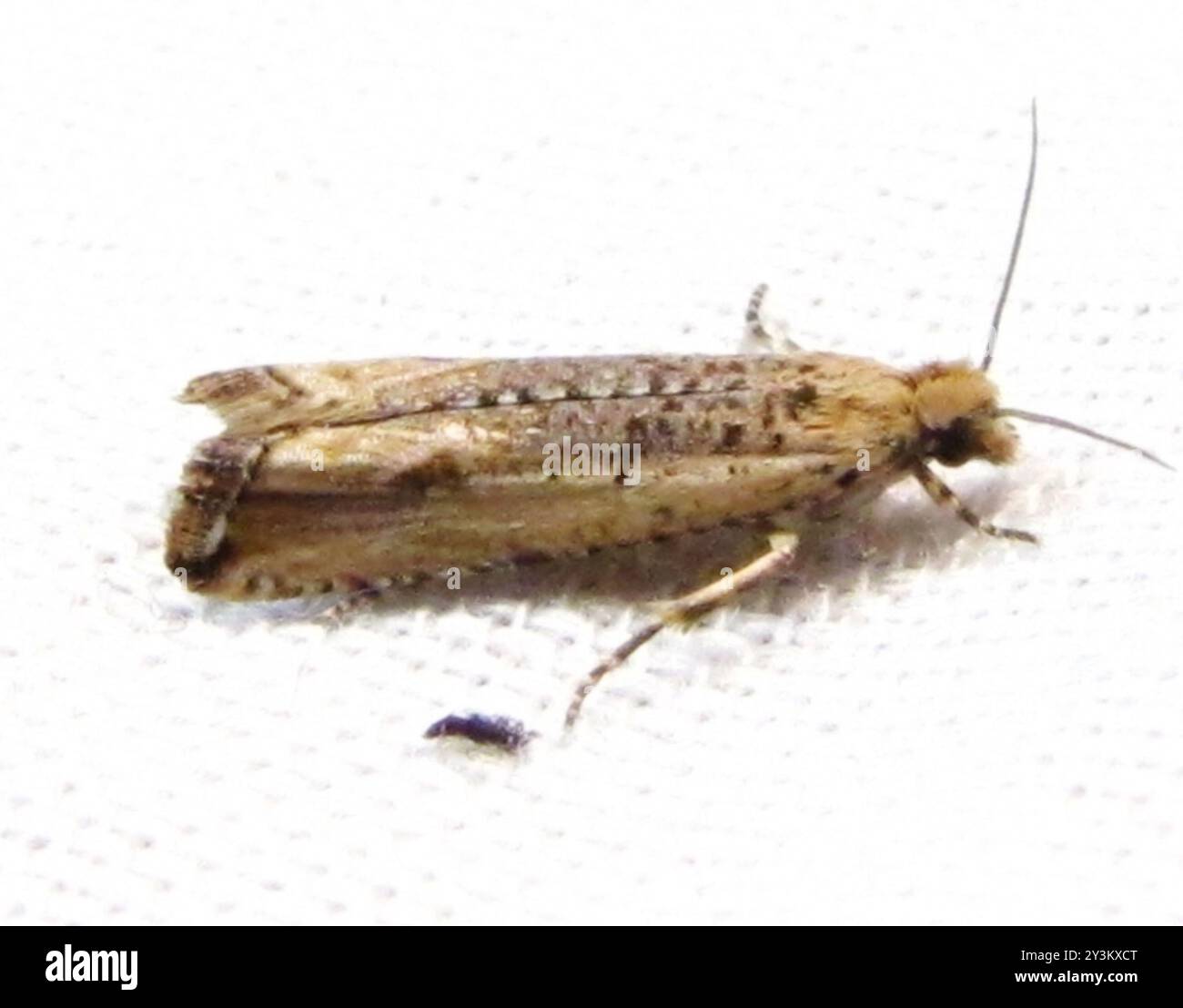 Javelin Moth (Bactra verutana) Insecta Stock Photo - Alamy