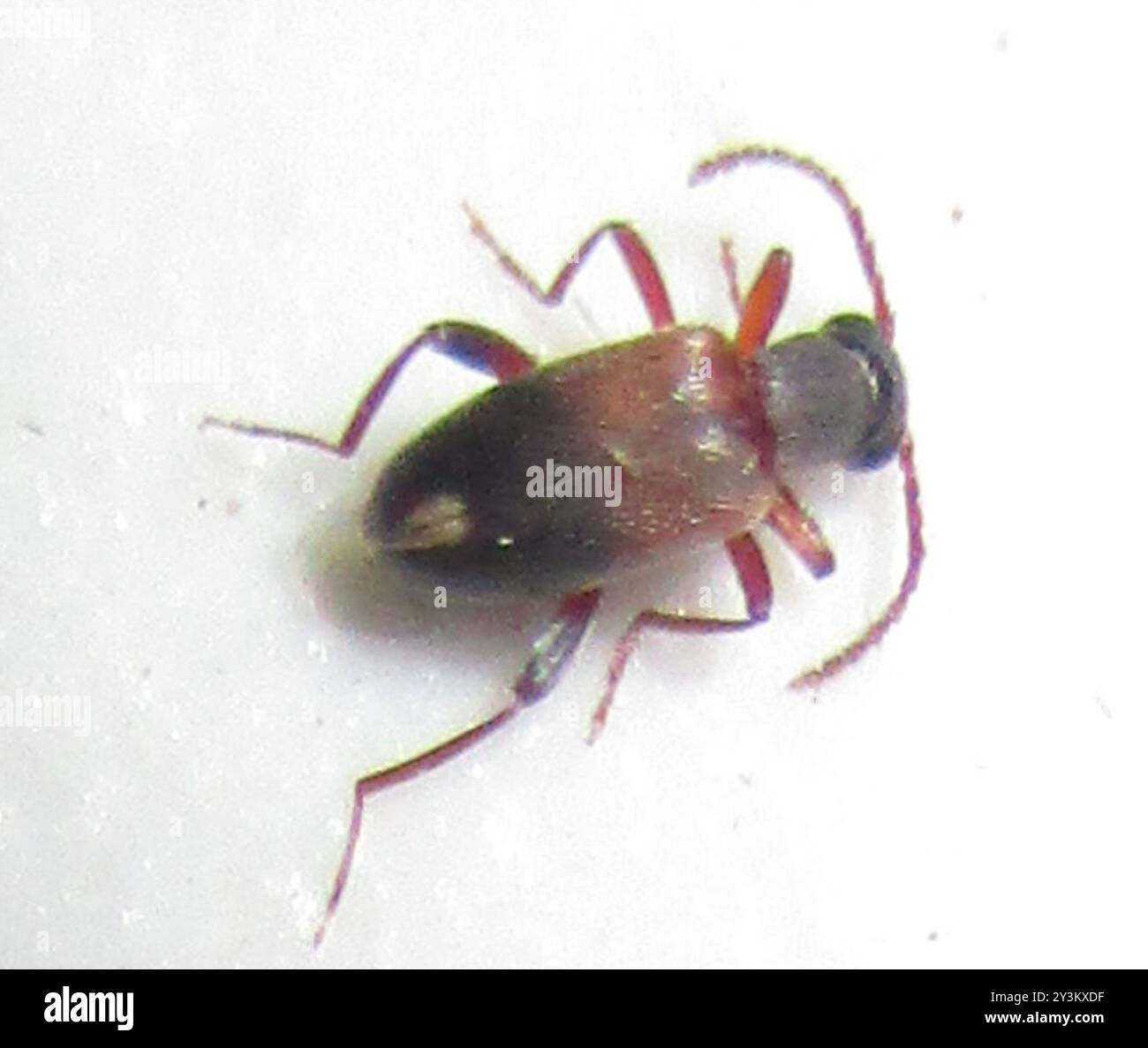 Ant-like Leaf Beetles (Aderidae) Insecta Stock Photo - Alamy